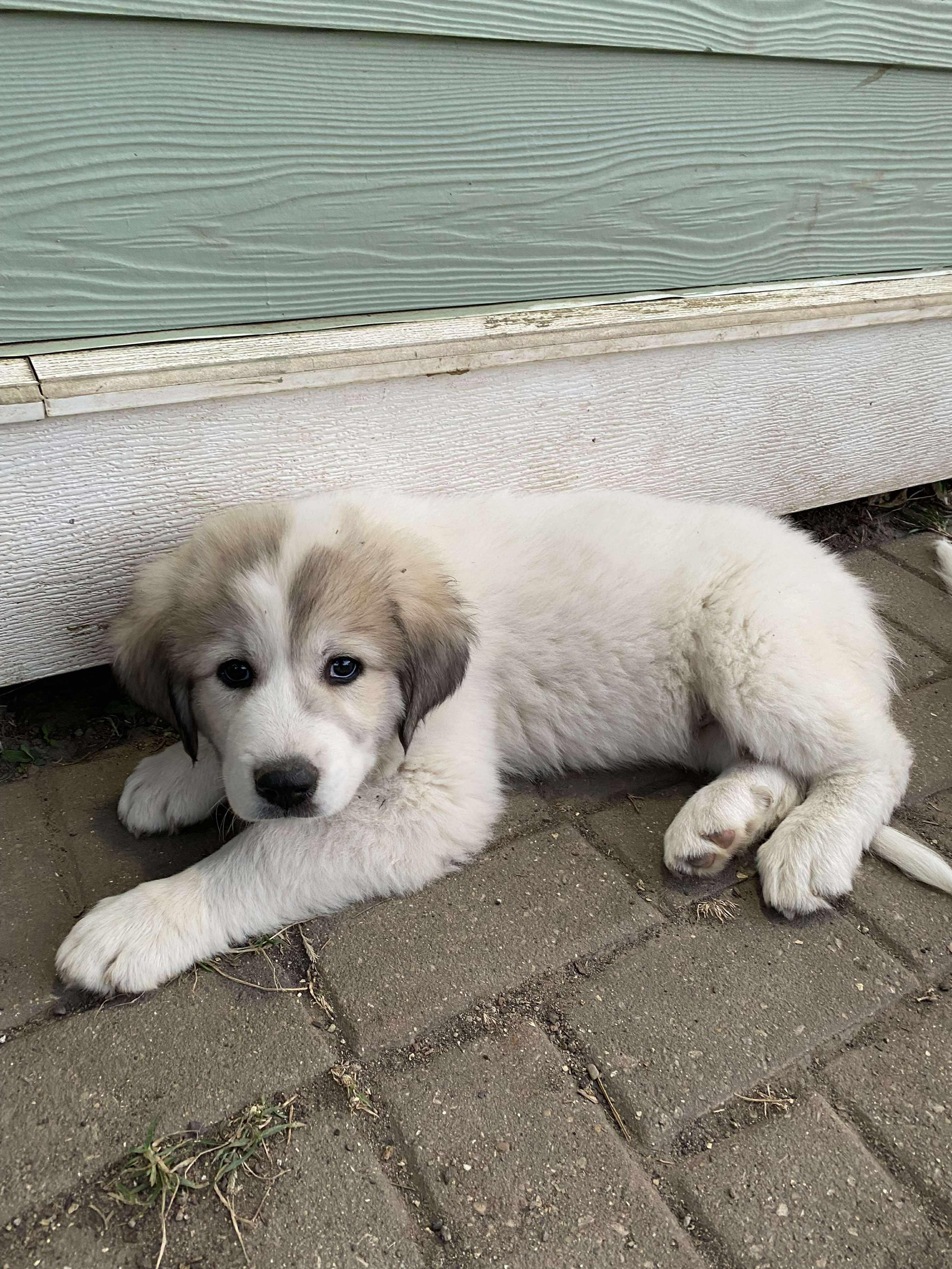 Dog for adoption - Timberlin - Mixed Breed Pyr Pup - New to Rescue, a ...