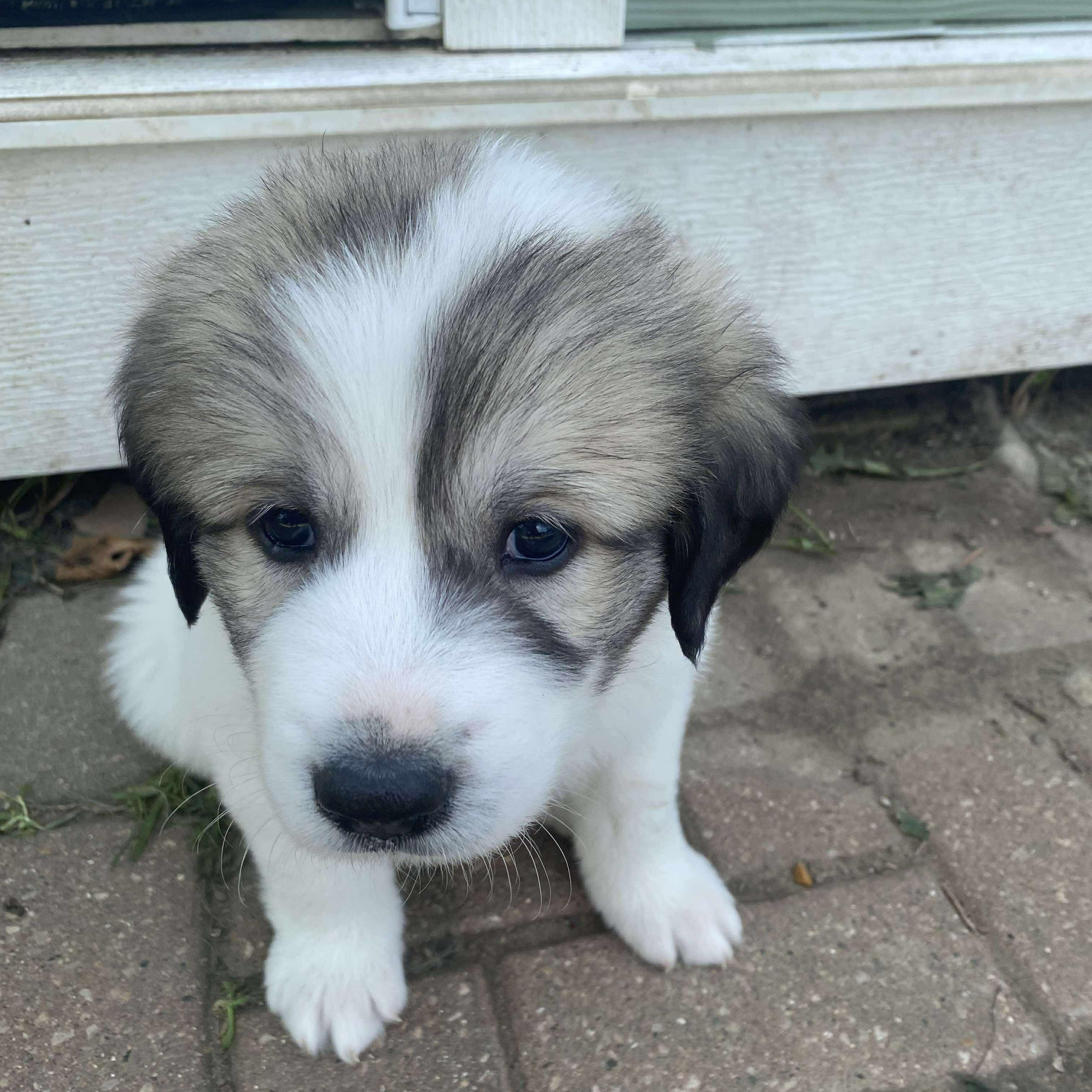 Dog for adoption - Timberlin - Mixed Breed Pyr Pup - New to Rescue, a ...