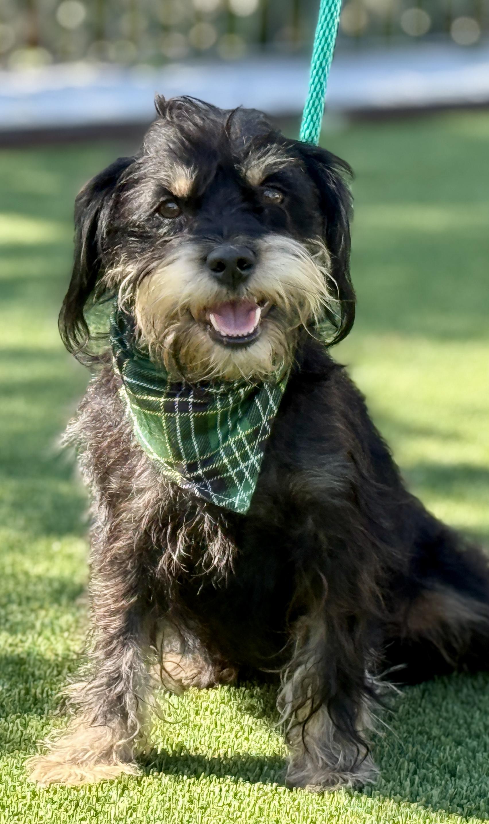 Dog for adoption - Edgar - an old soul gentleman!, a Schnauzer in San ...