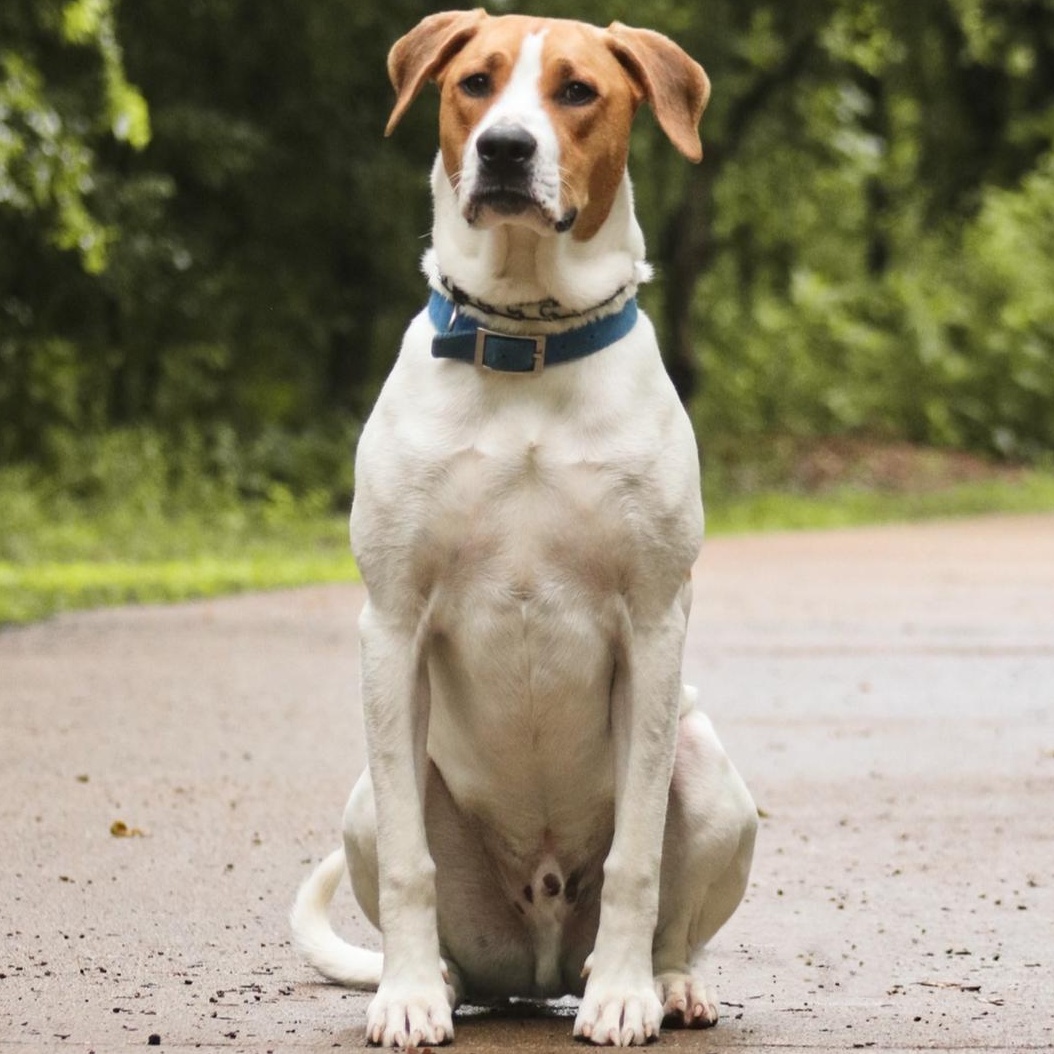 Dog for adoption - Arty, a Rhodesian Ridgeback Mix in Laurel, MT | Petfinder