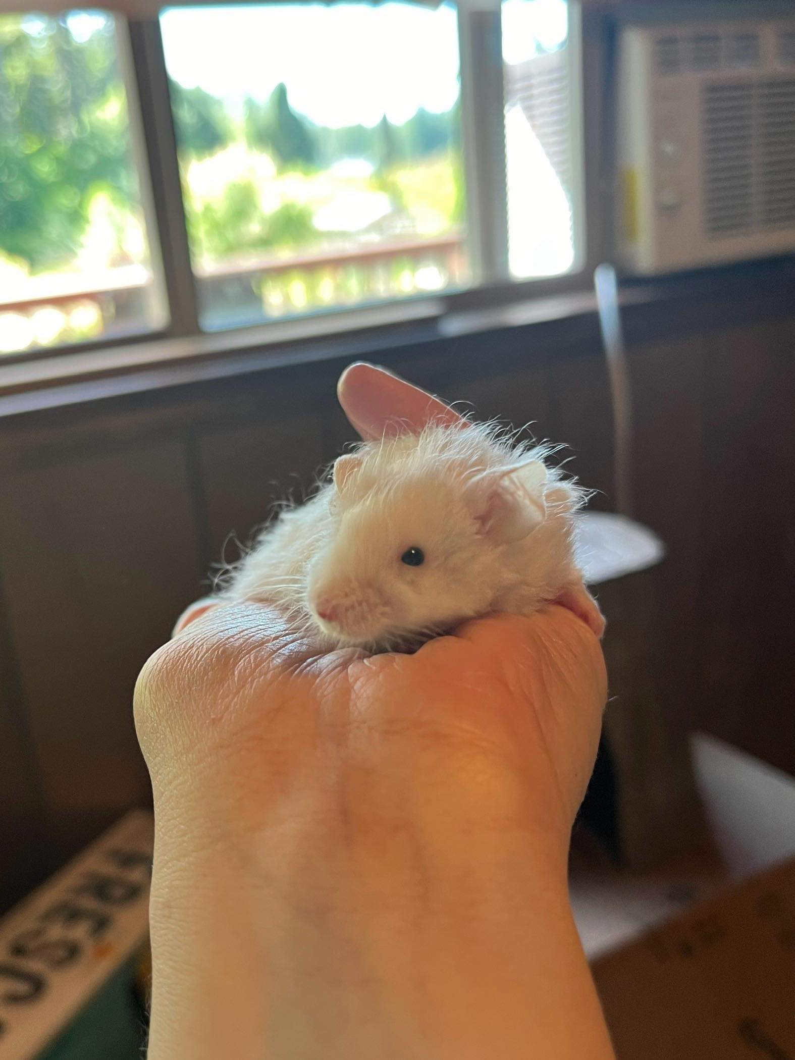 Adoptable Animals – Little Critter Crew