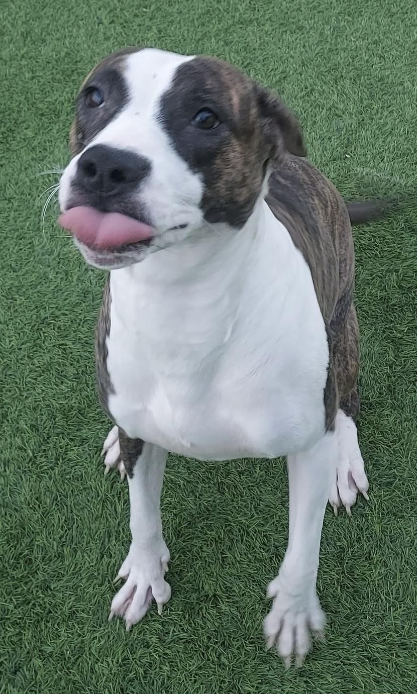 Dog for adoption - Bubbles, a Pit Bull Terrier Mix in Oklahoma City, OK | Petfinder