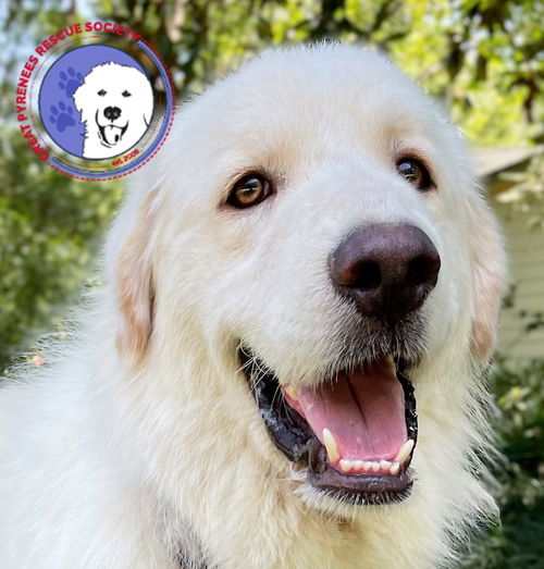 Dog for adoption - Loki, a Golden Retriever & Great Pyrenees Mix in ...