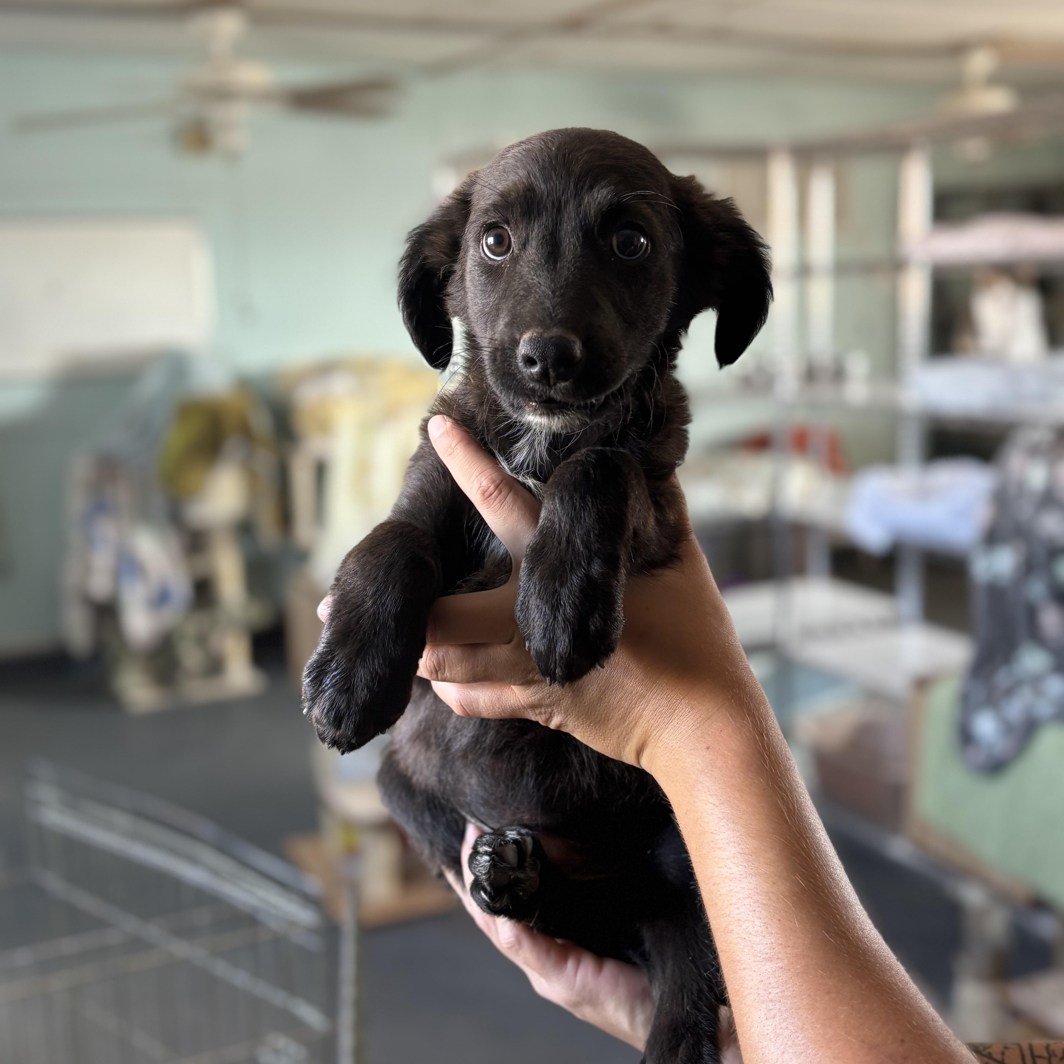 Dog for adoption - Jet, a Black Labrador Retriever & Border Collie Mix ...