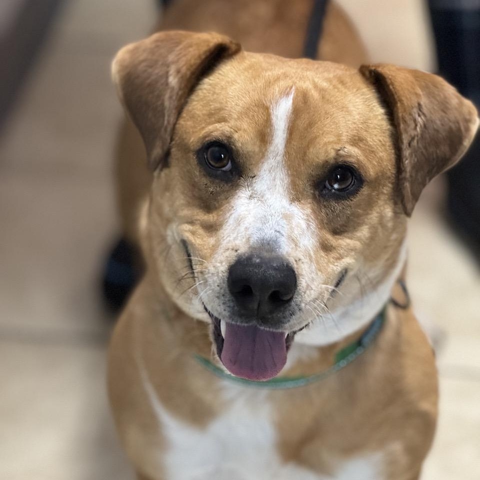 Dog for adoption - Roscoe, a Basset Hound & Beagle Mix in Sparta, NJ ...