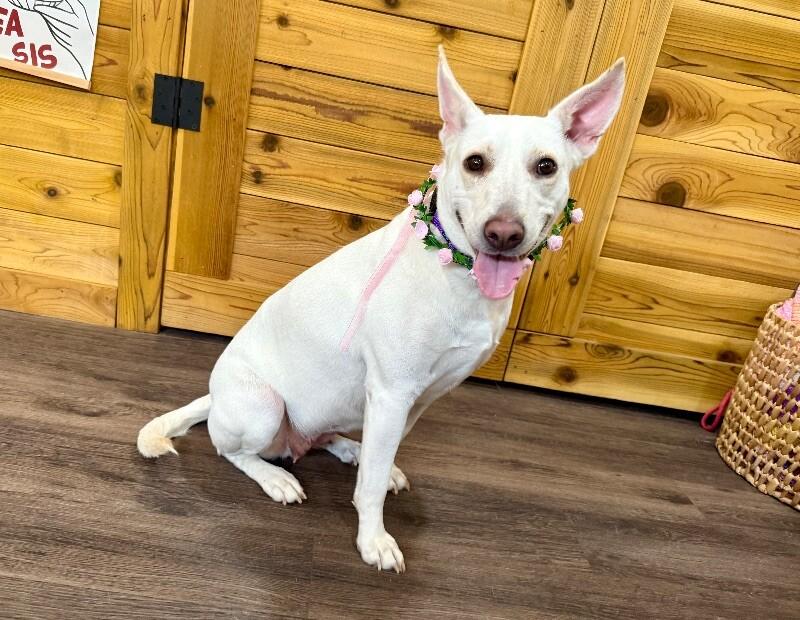 Dog for adoption - Coby Cutie Pizza Loving Queen, a Yellow Labrador Retriever & Terrier Mix in ...