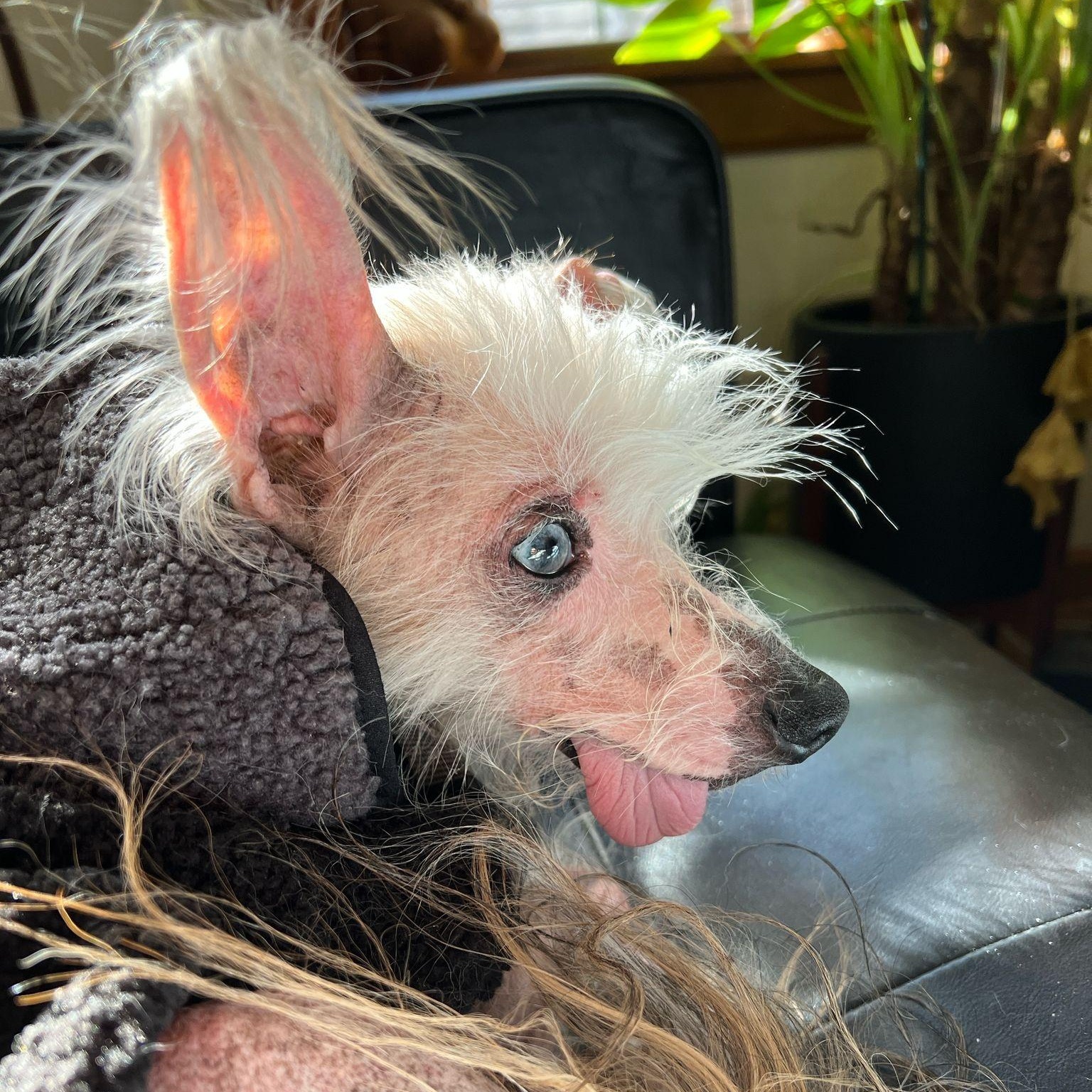 Dog for adoption - Scorch, a Chinese Crested Dog in West Orange, NJ ...