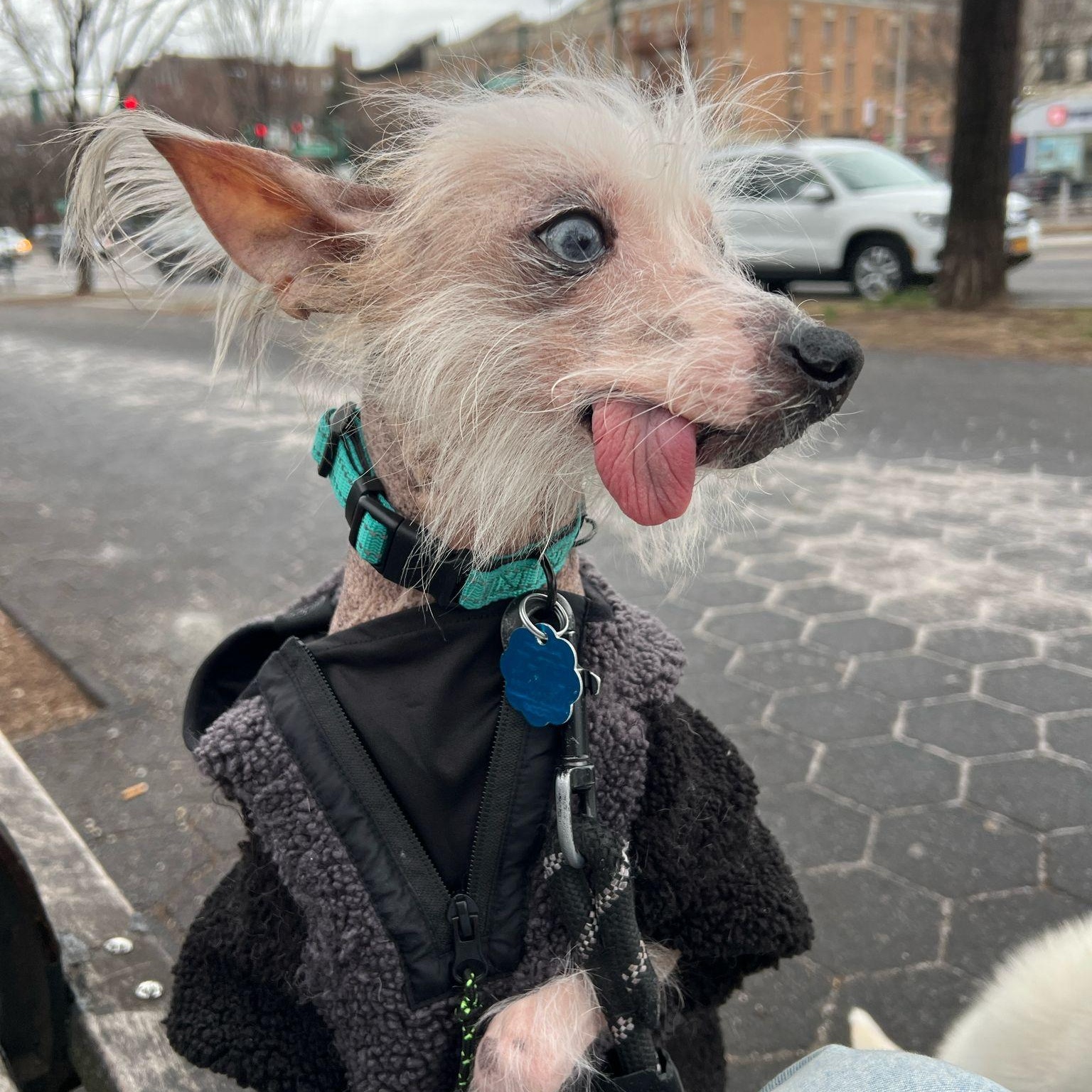 Dog for adoption - Scorch, a Chinese Crested Dog in West Orange, NJ ...