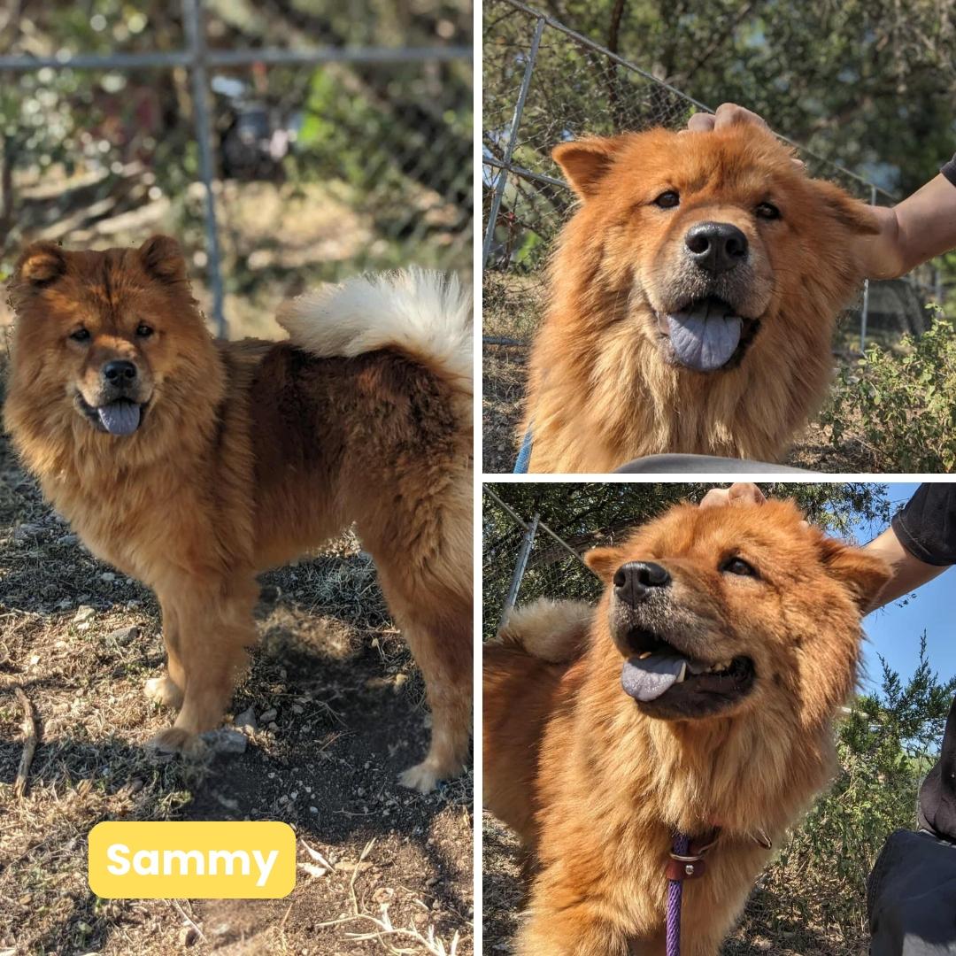 Dog for adoption - Sammy, a Chow Chow in Minot, ND | Petfinder
