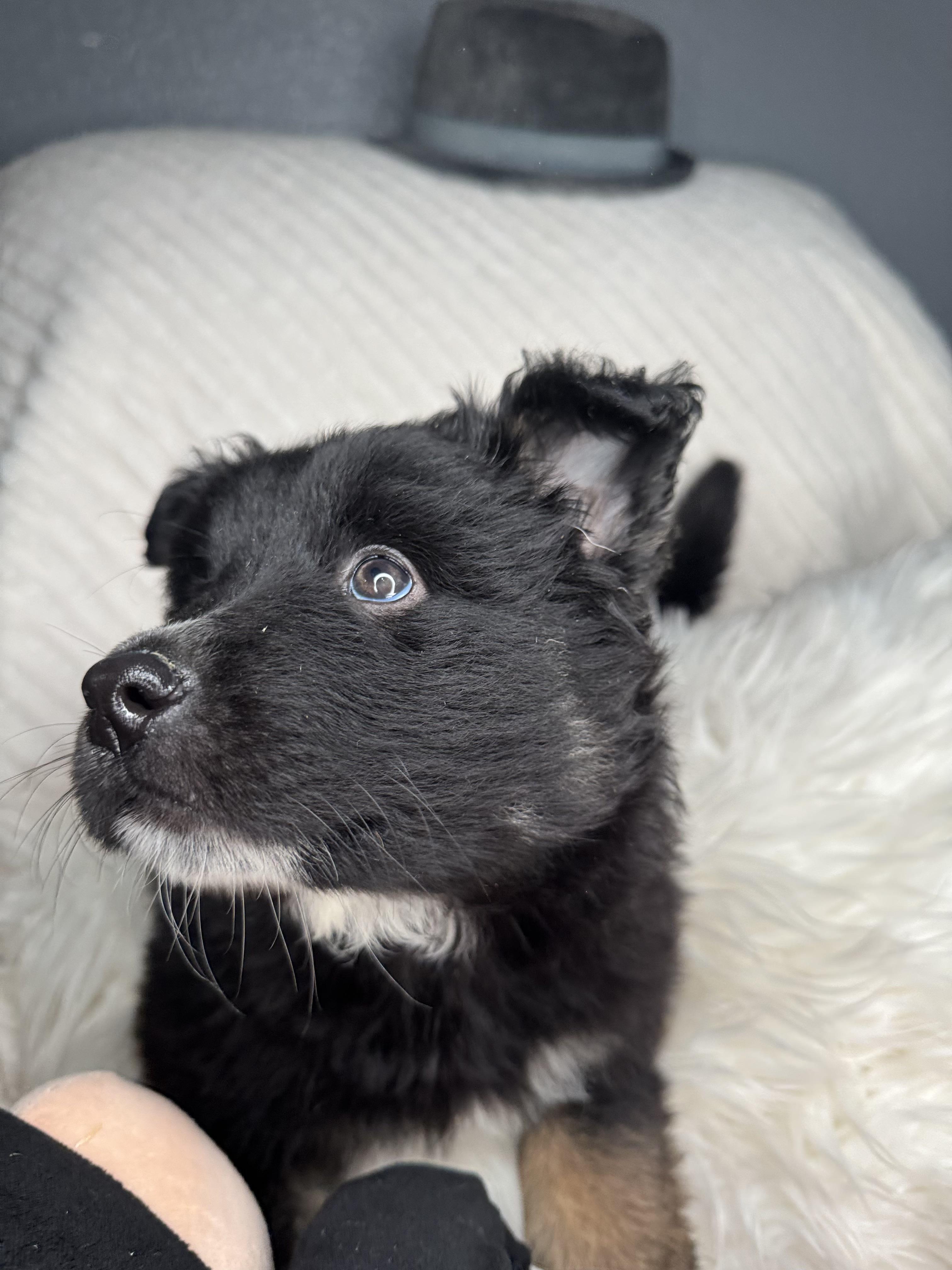 Dog for adoption - Juju, a German Shepherd Dog Mix in Gaithersburg, MD ...