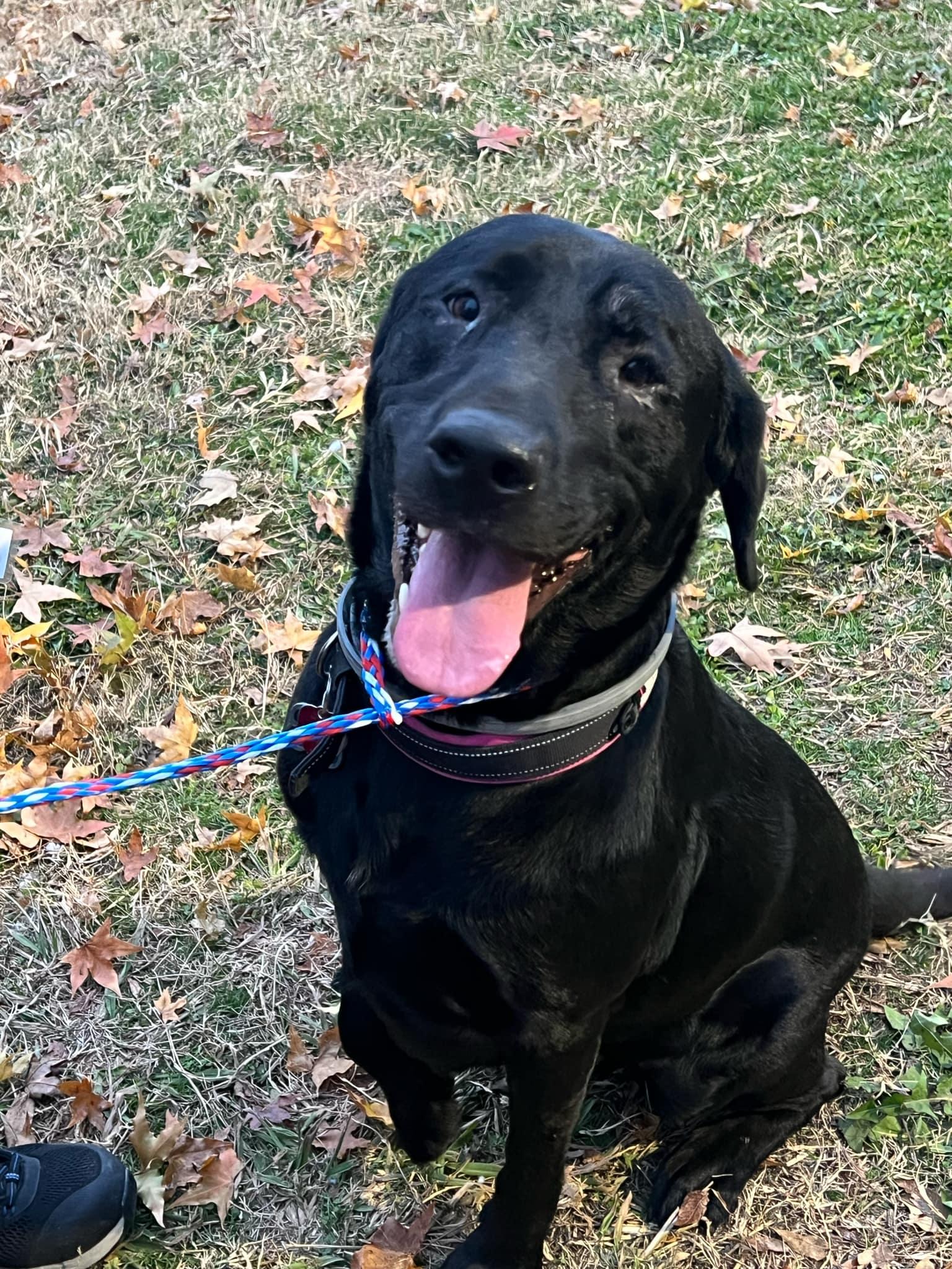 Dog for adoption - Tater, a Black Labrador Retriever in Erie, PA ...