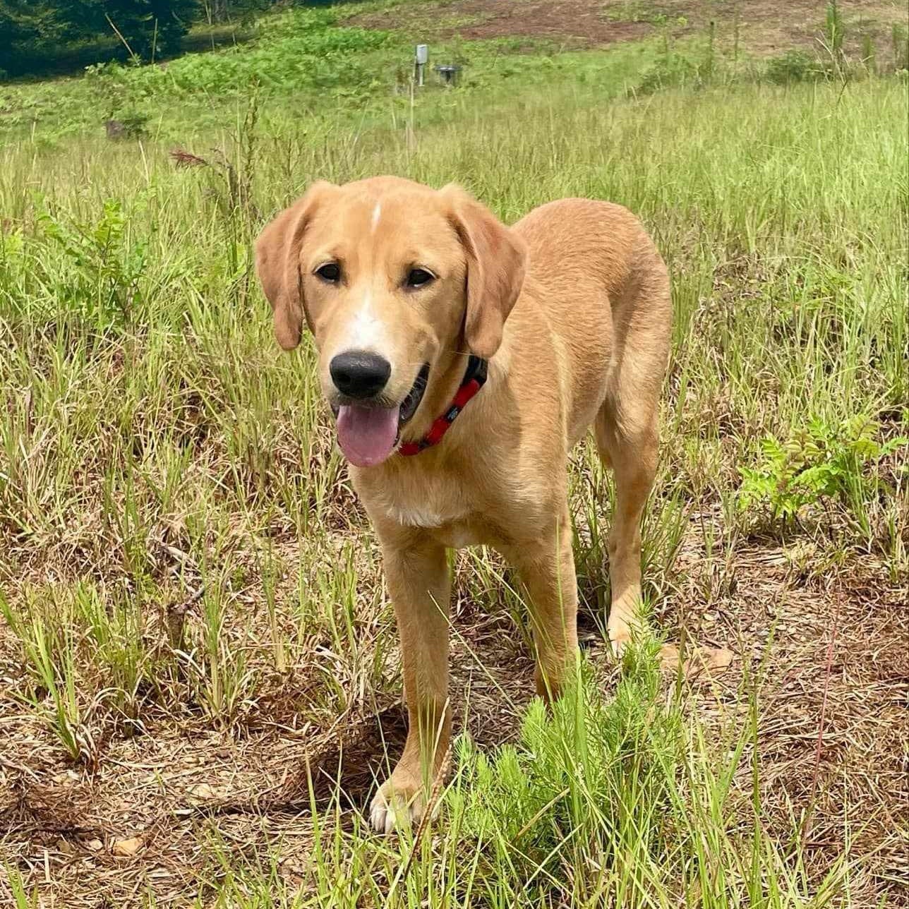 Dog for adoption - Pete, a Golden Retriever & Labrador Retriever Mix in ...