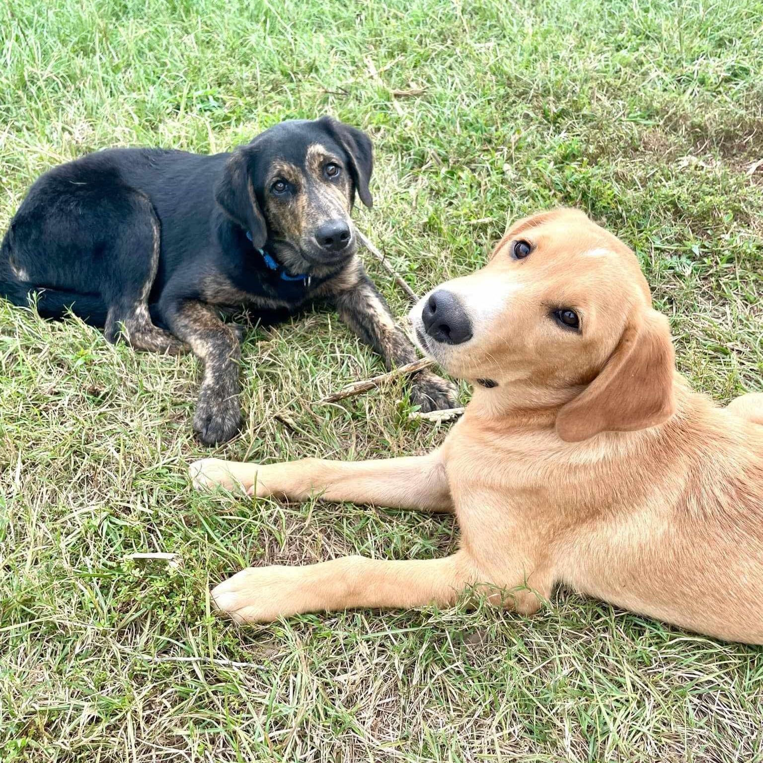 Dog for adoption - Pete, a Golden Retriever & Labrador Retriever Mix in ...