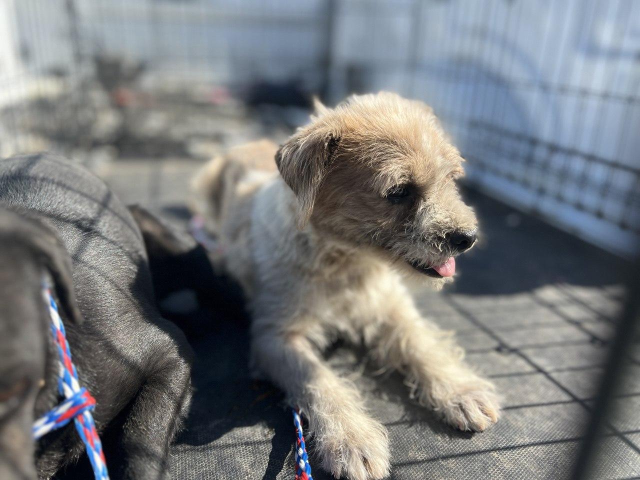 Dog for adoption - KELLEY (AVAILABLE JULY 24,2025), a Chihuahua in ...