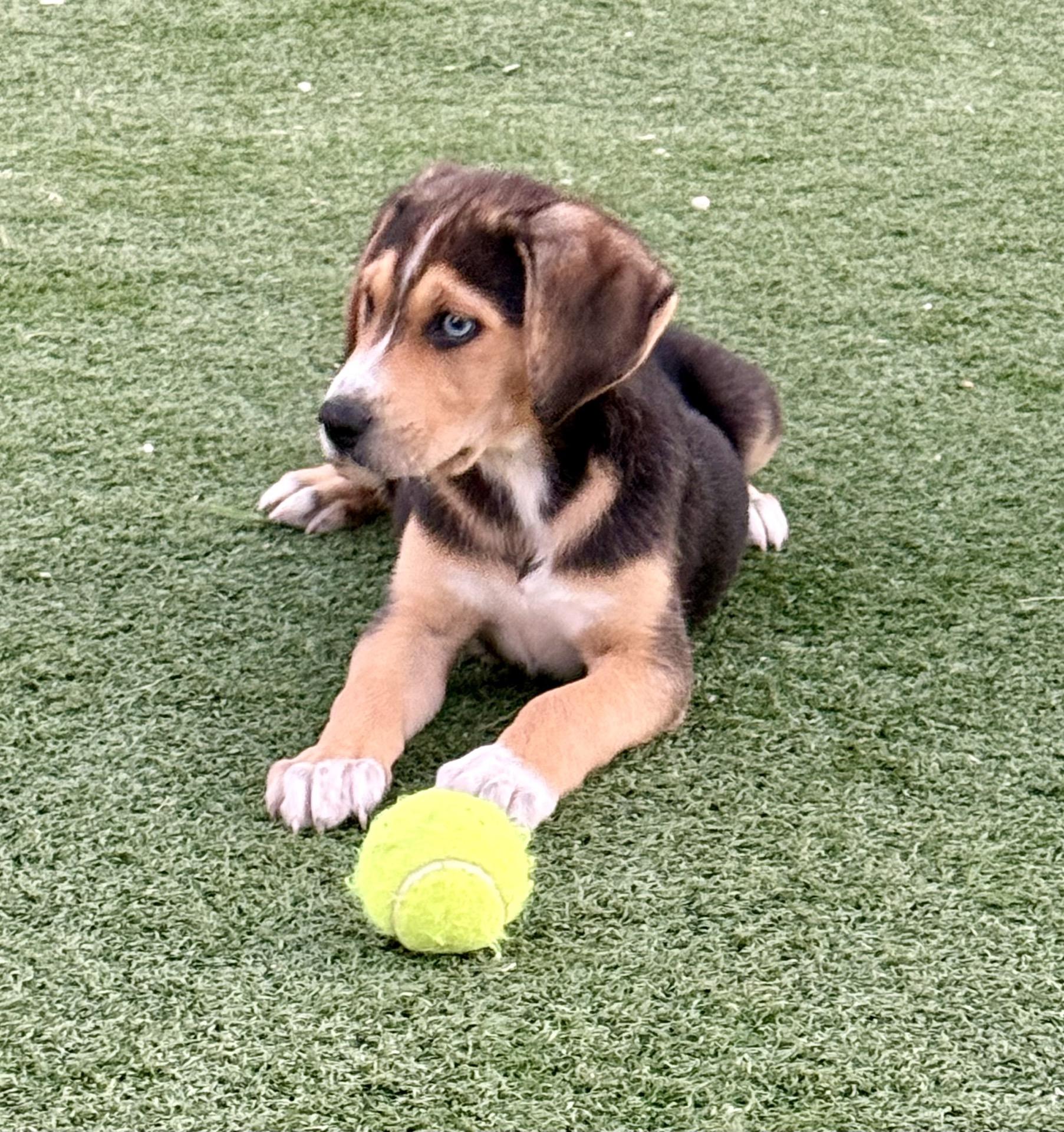 Zander - Adoptable Pet | Petfinder | Petfinder
