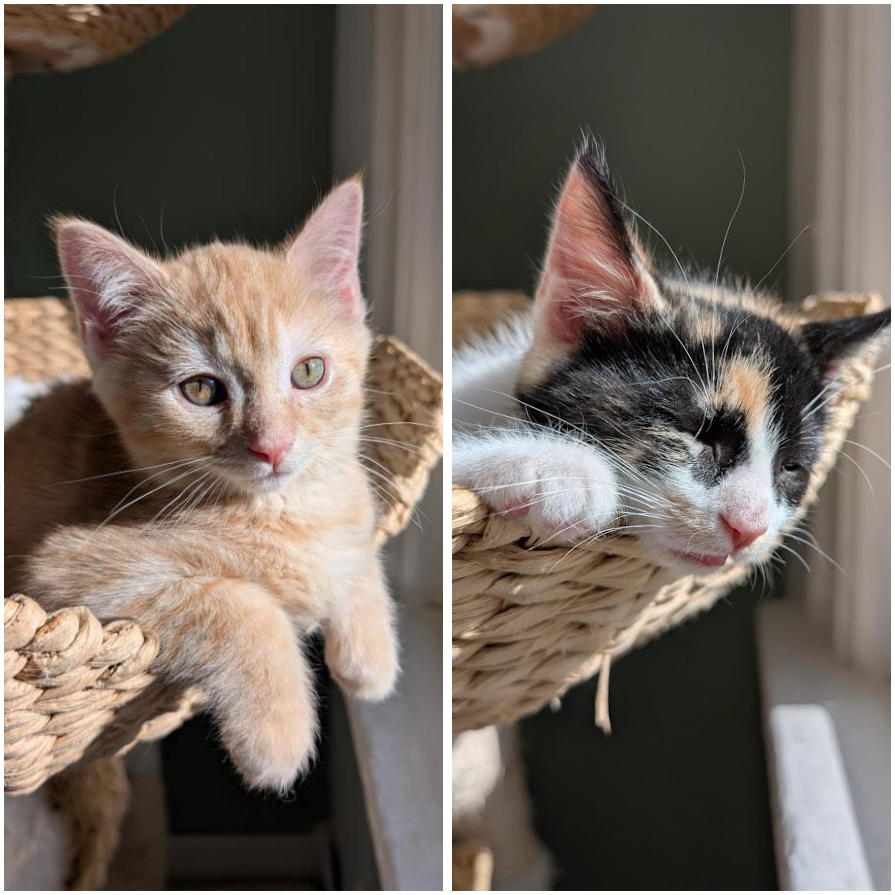 Cat for adoption - Gumbo & Bon Temps (bonded pair), a Domestic Short ...
