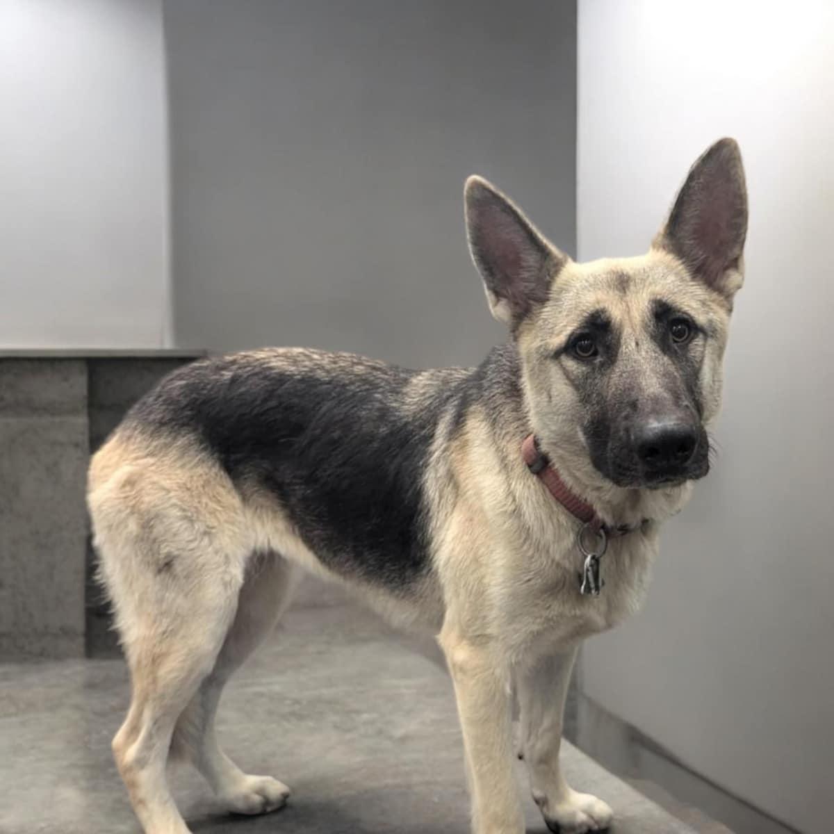 Dog for adoption - Nala, a German Shepherd Dog in Fort Lupton, CO ...