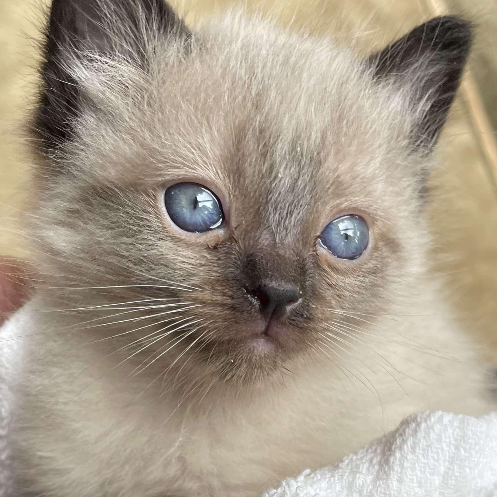 Cat for adoption - Katara, a Siamese in Eureka, CA | Petfinder