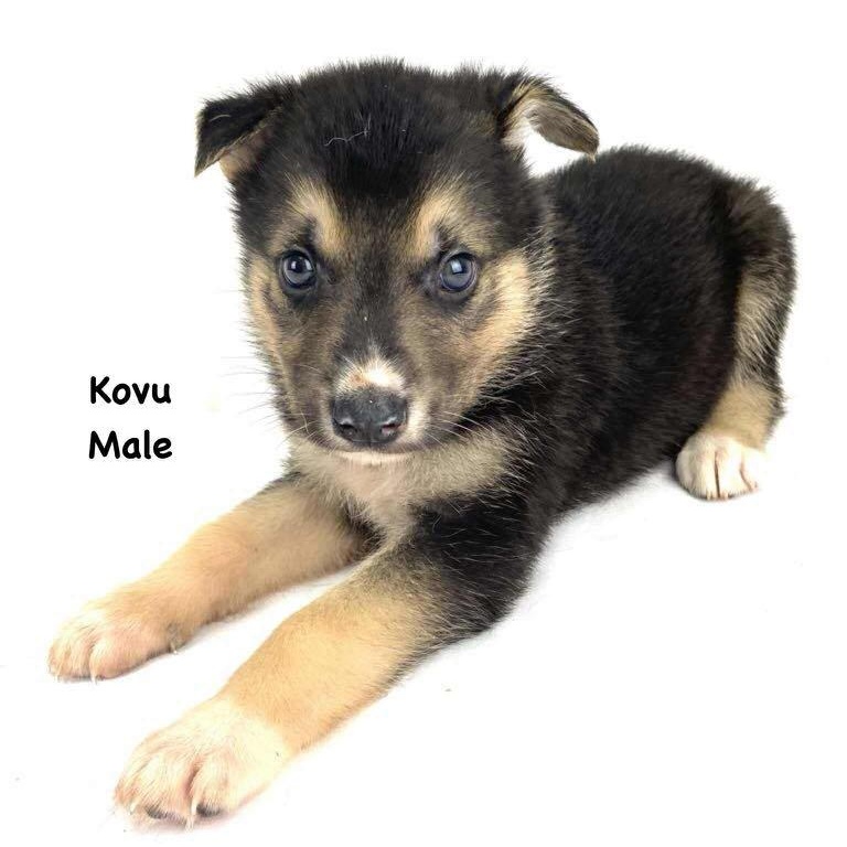 Dog for adoption - Kovu, a German Shepherd Dog Mix in Indianapolis, IN ...