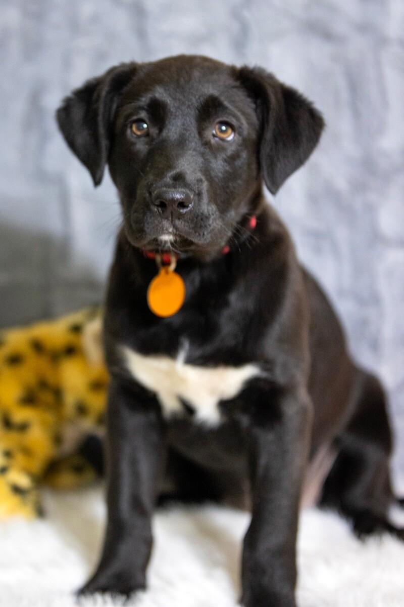 Dog for adoption - Aurora English, a Black Labrador Retriever Mix in Hartford, CT | Petfinder