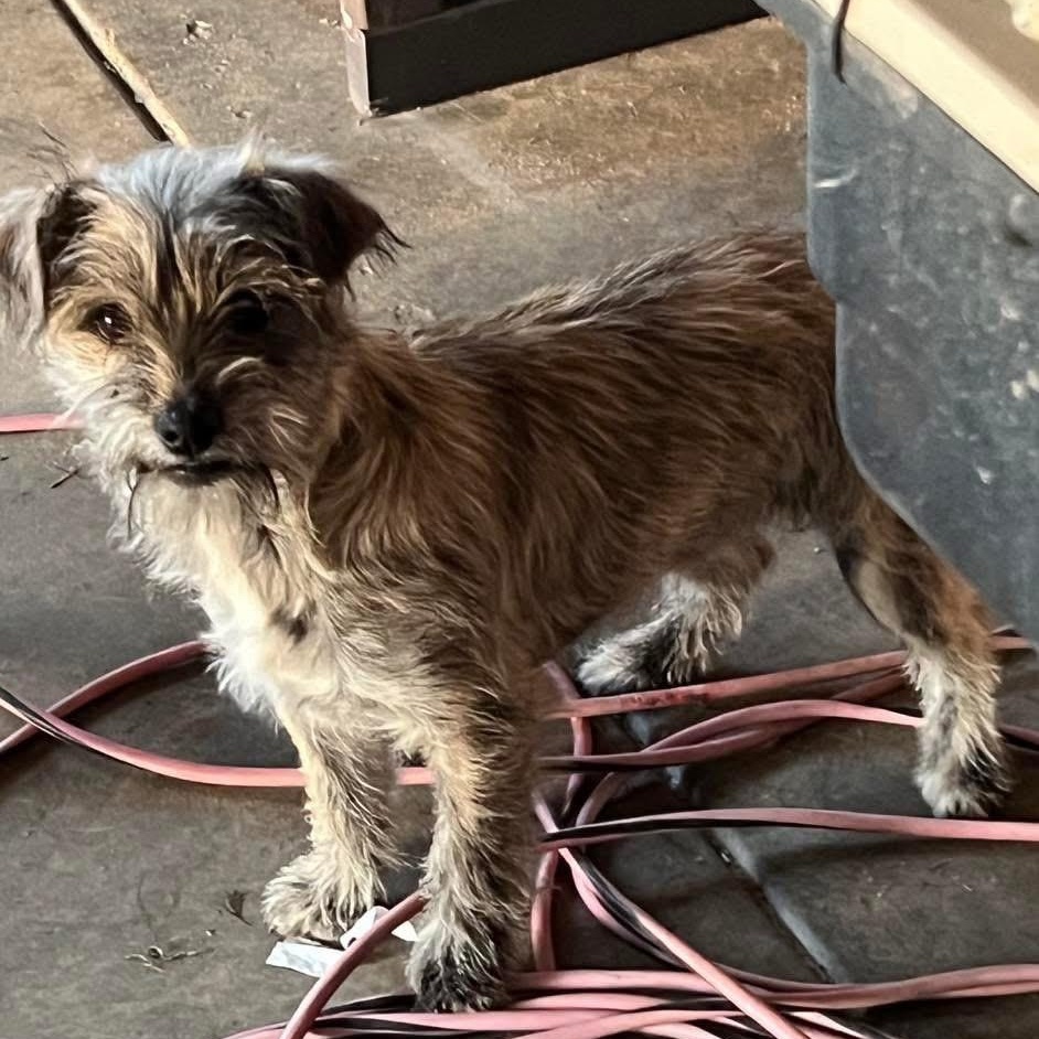 Dog for adoption - Daisy, a Terrier in Fresno, CA | Petfinder