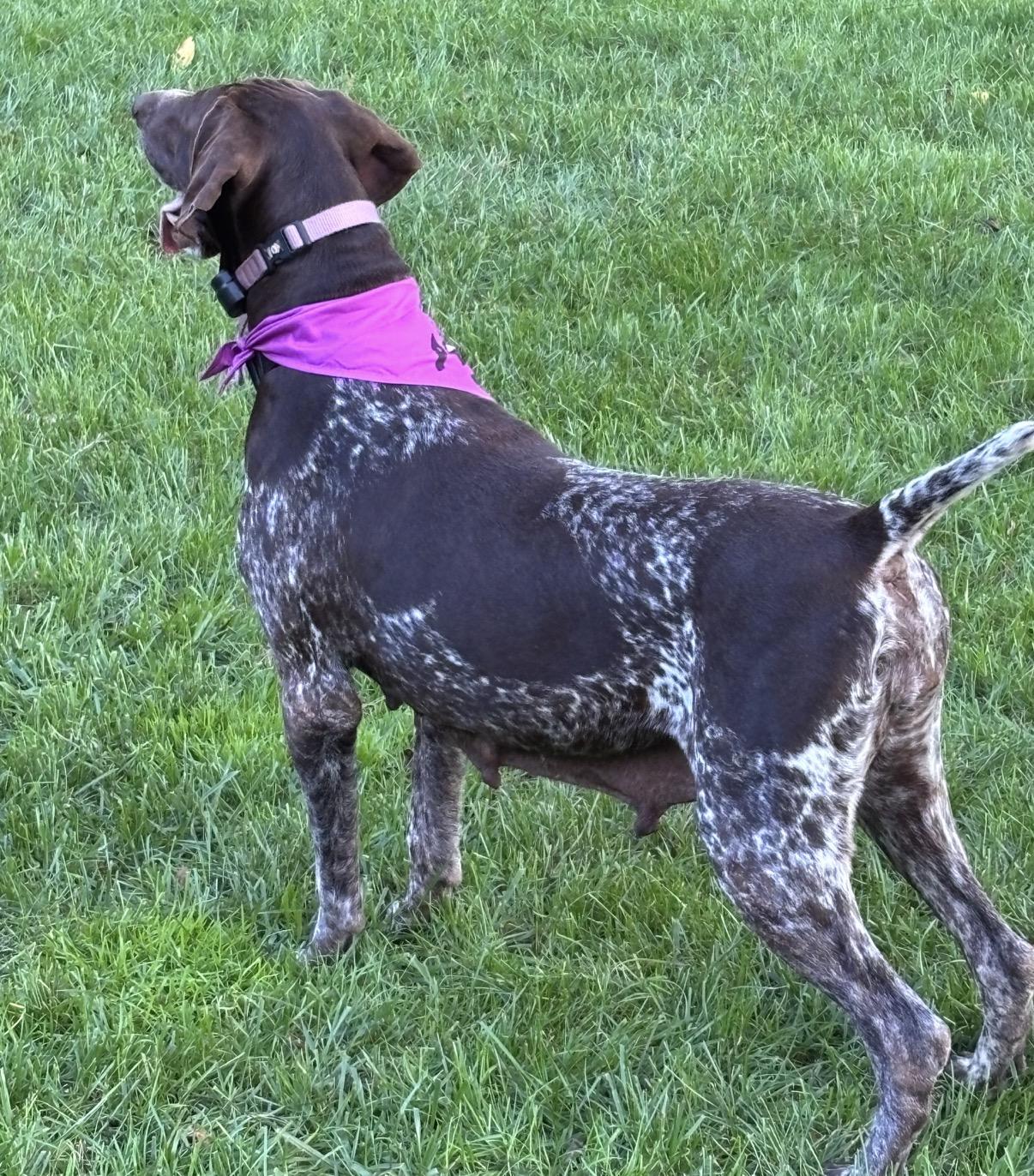 Marna - Adoptable Pet | Petfinder | Petfinder