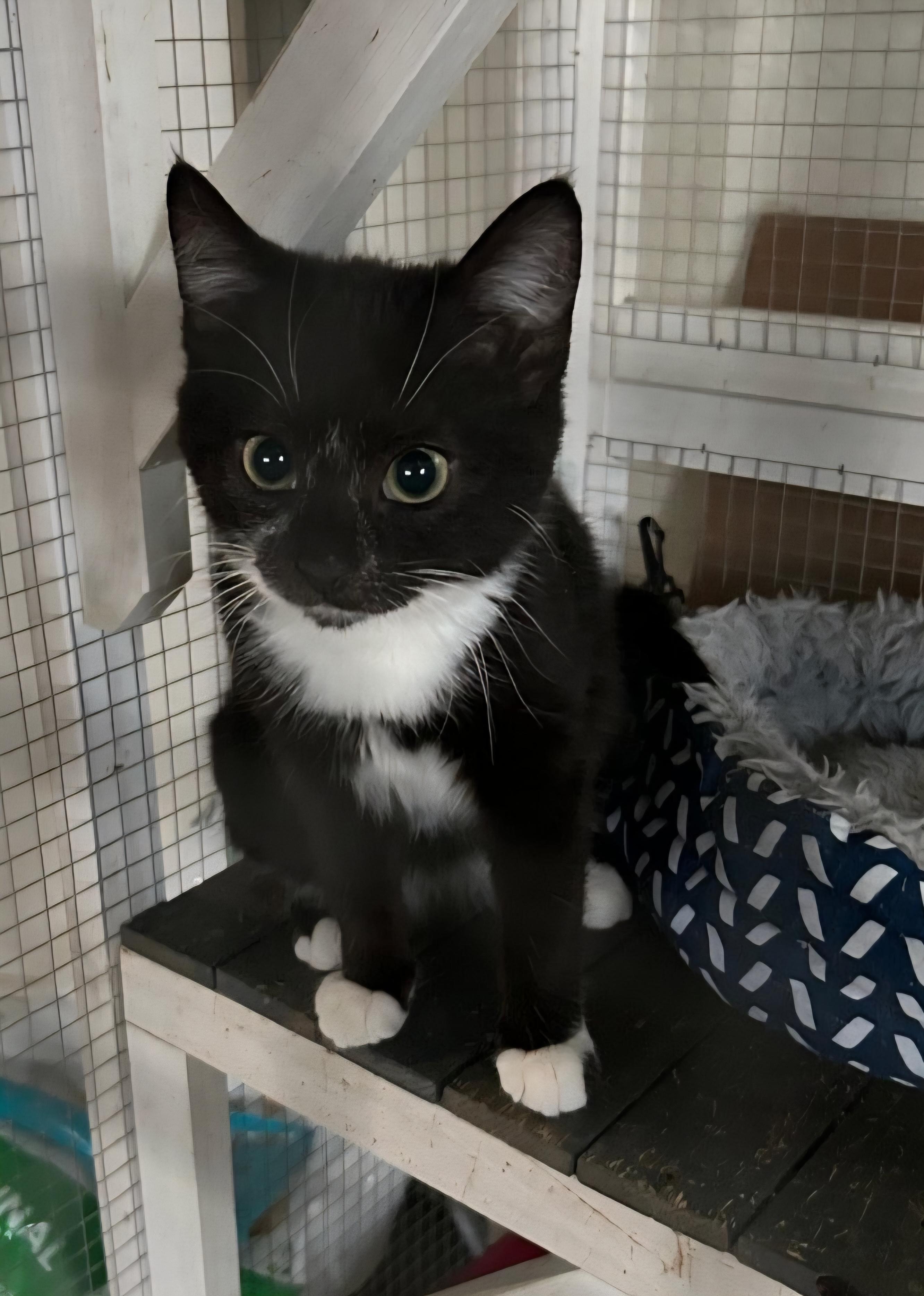Obie and Whiskers - Adoptable Pet | Petfinder | Petfinder