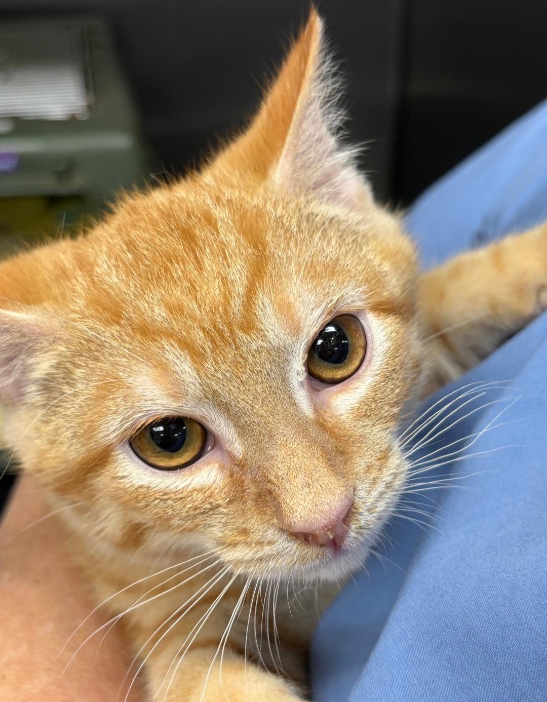 Obie and Whiskers - Adoptable Pet | Petfinder | Petfinder