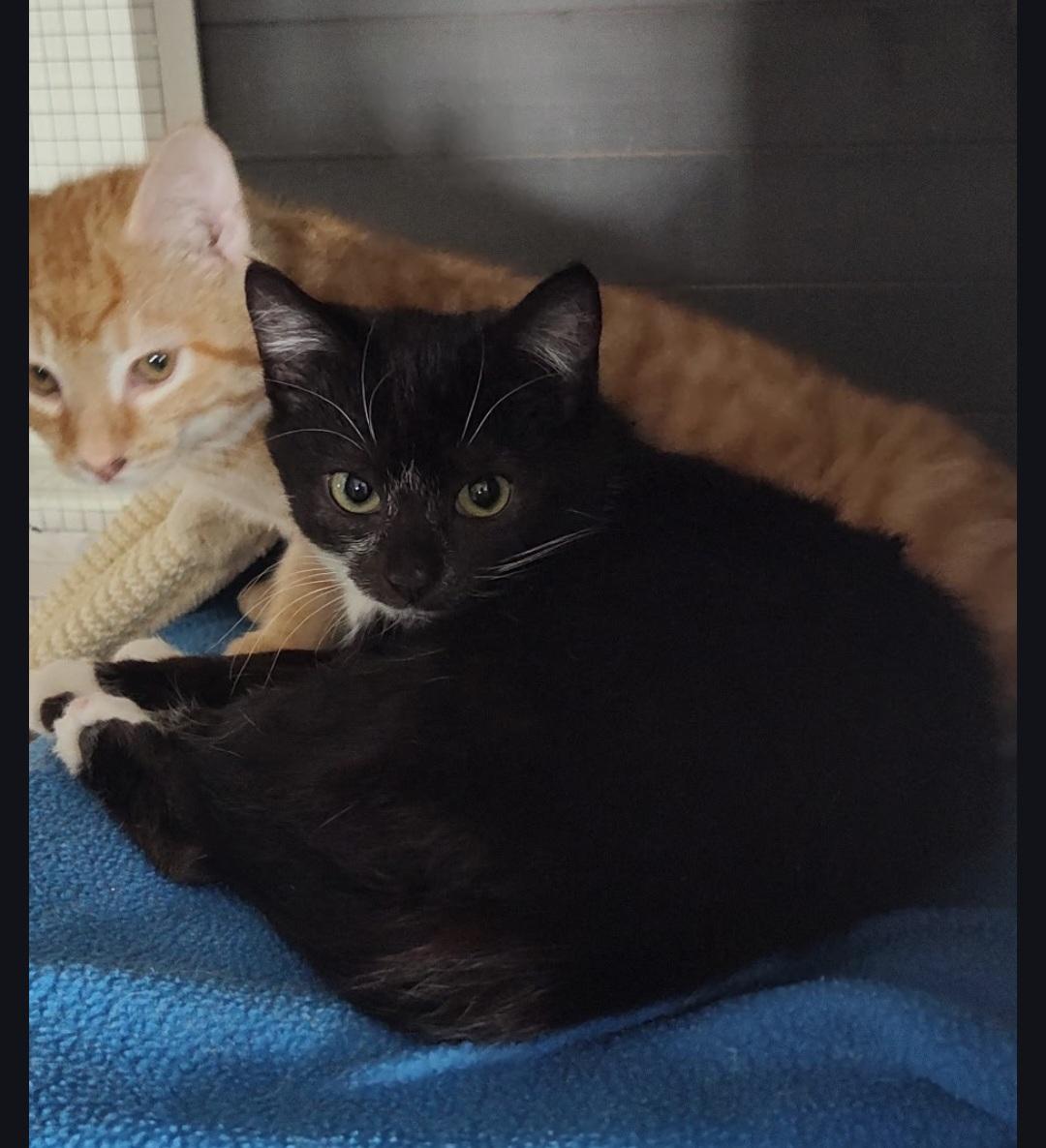 Obie and Whiskers - Adoptable Pet | Petfinder | Petfinder