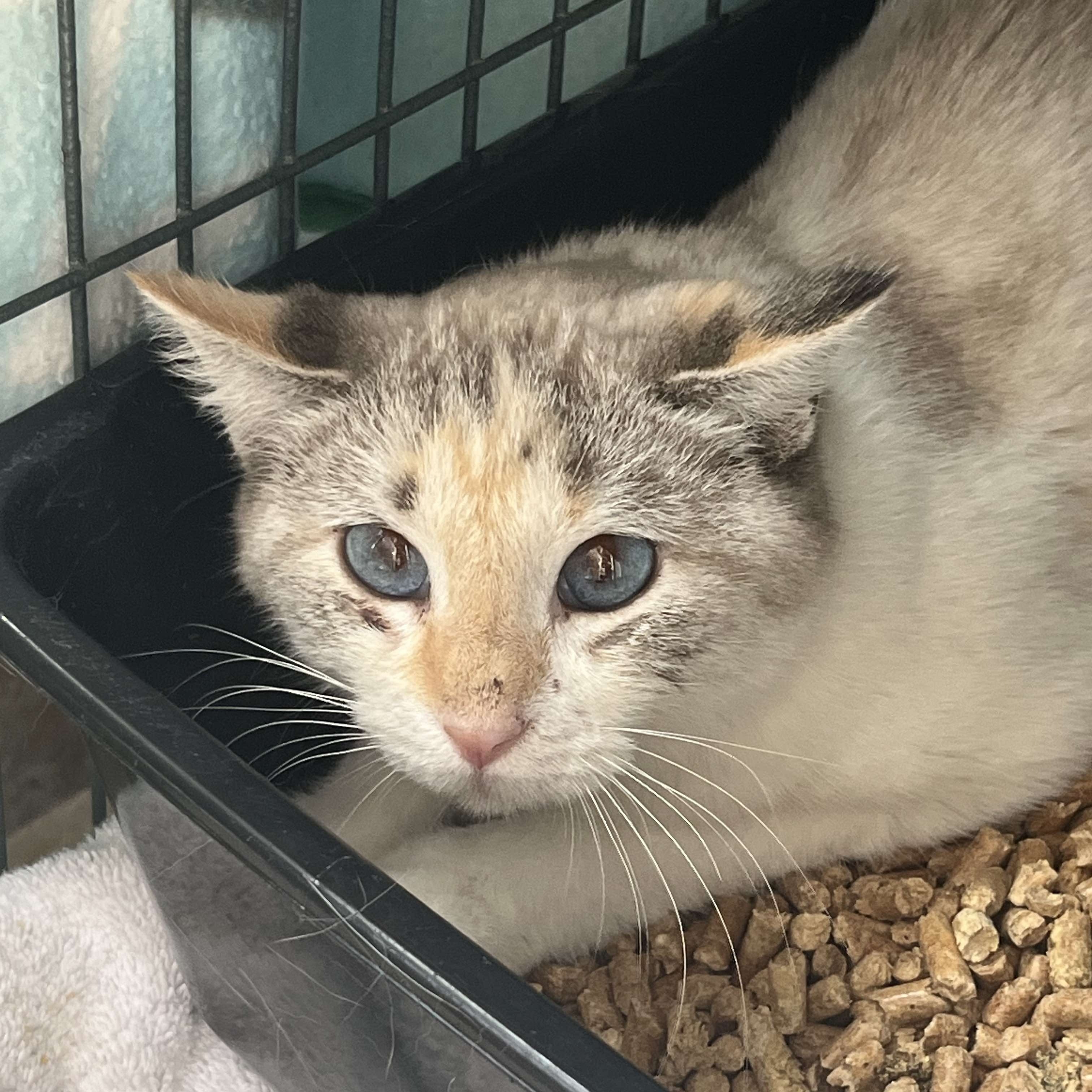 Cat for adoption - Cashew, a Siamese & Dilute Calico Mix in St. George ...