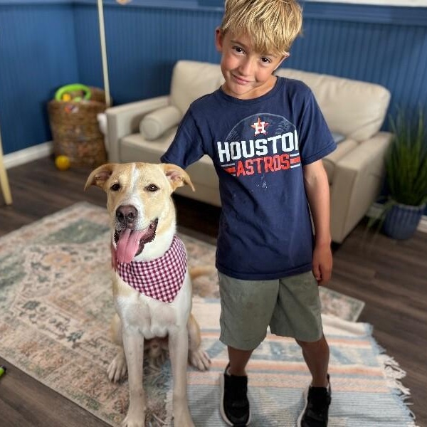 Dog for adoption - Max Mack Gentle Family Man Friend to All, a Labrador ...