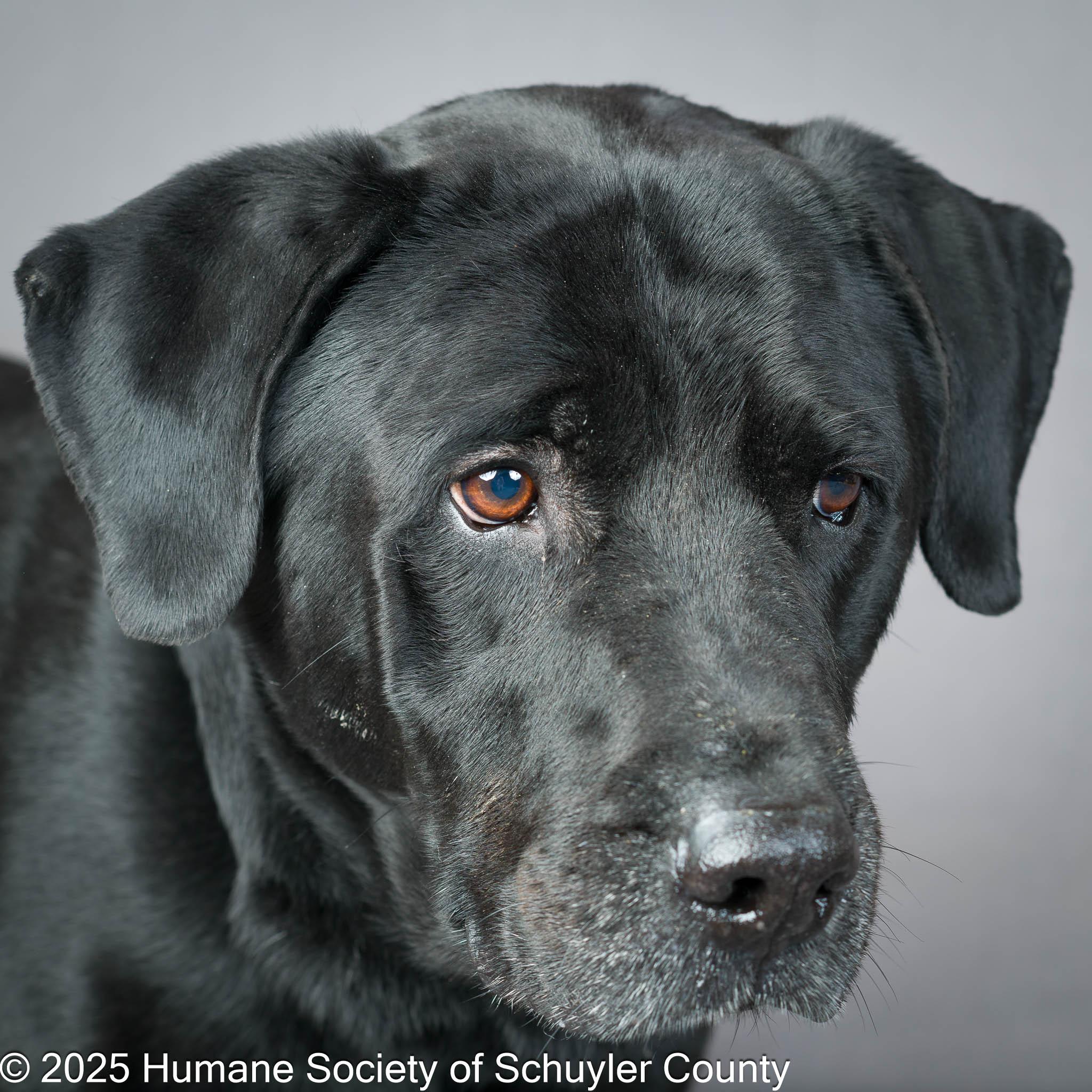 Dog for adoption - Bear, a Black Labrador Retriever in Montour Falls ...
