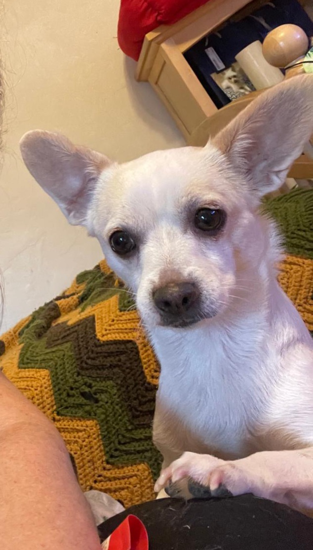 Dog for adoption - Bo, a Chihuahua Mix in Lauderhill, FL | Petfinder