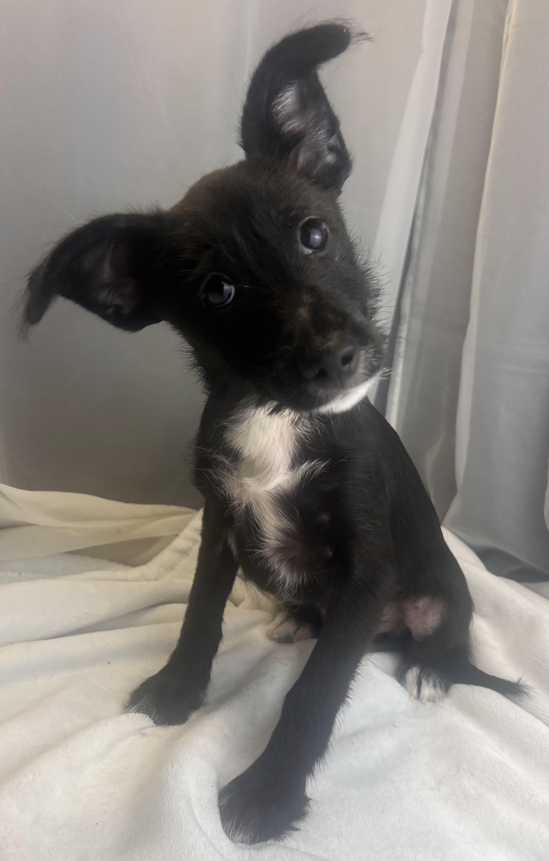 Dog for adoption - Corvette, an Australian Cattle Dog / Blue Heeler ...