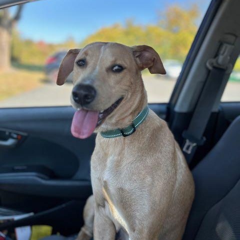 Dog for adoption - Acorn, a Labrador Retriever & Great Pyrenees Mix in ...