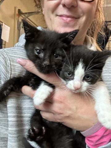 Cat for adoption - GALENA & ALABASTER, a Domestic Short Hair in Bangor ...