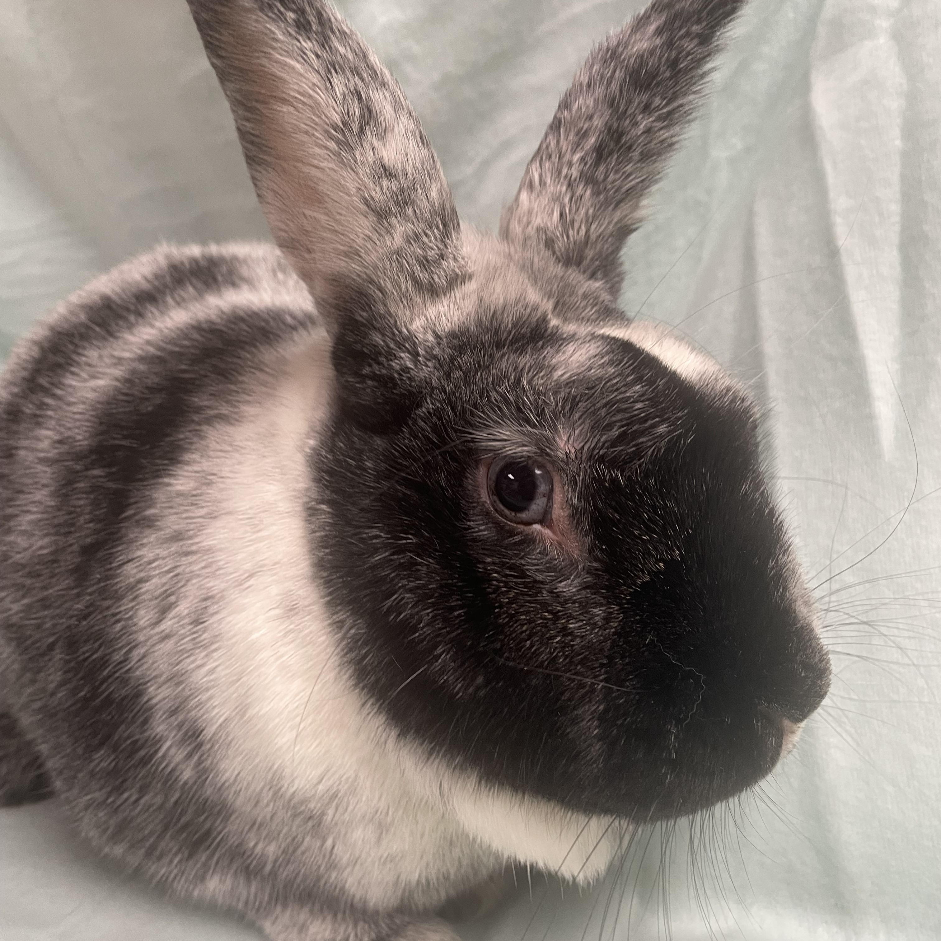 Rabbit for adoption - Xander: video!!!, a Harlequin in Edinburg, PA ...