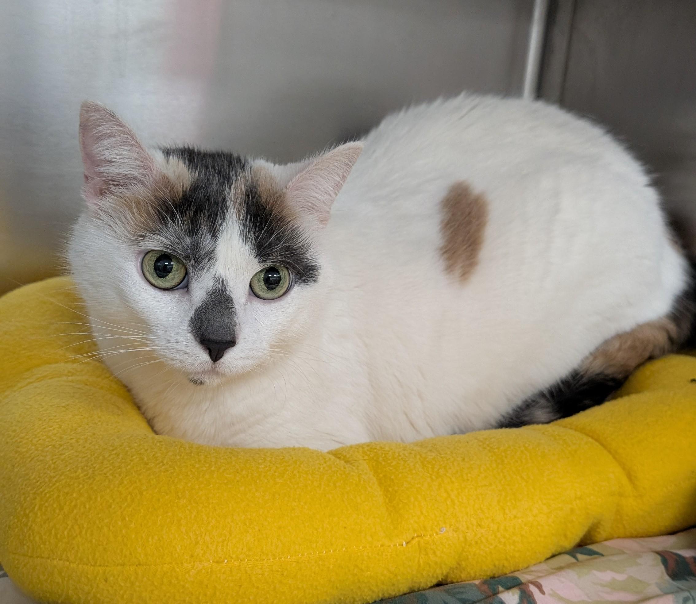 Cat for adoption - Trixie 2, a Domestic Short Hair in New Ulm, MN ...