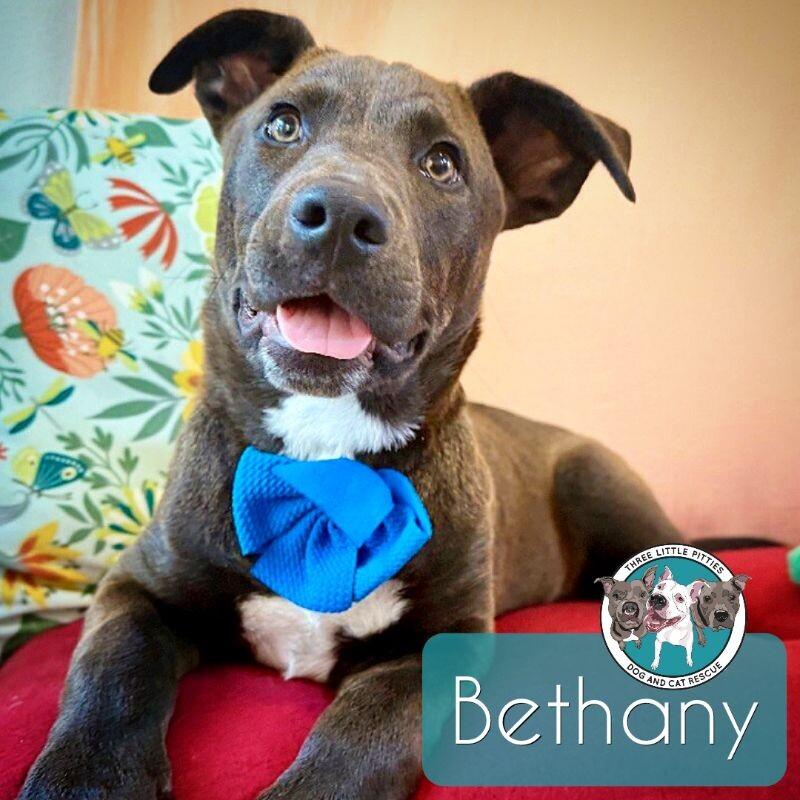 Dog for adoption - Bethany Sunshine, a Pit Bull Terrier & Labrador ...