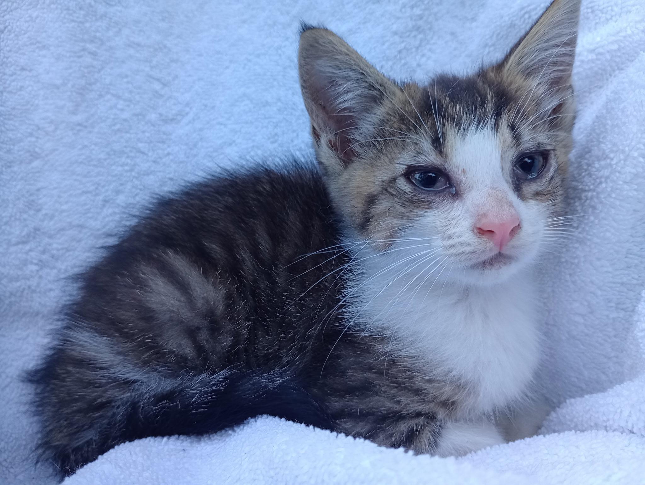 Cat for adoption - Mittens, a Domestic Short Hair & Tabby Mix in ...