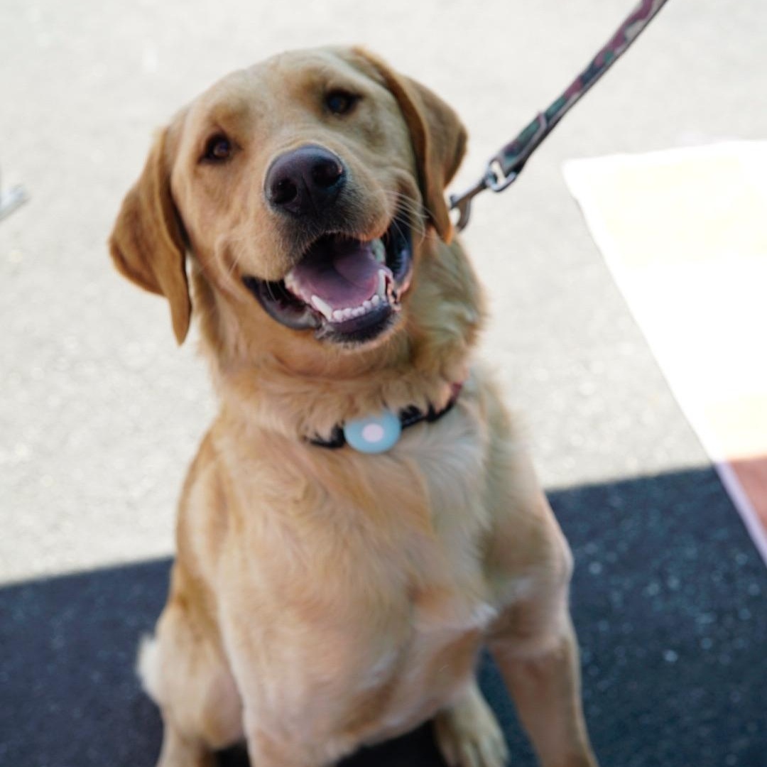 Dog for adoption - Toast, a Golden Retriever & Yellow Labrador ...