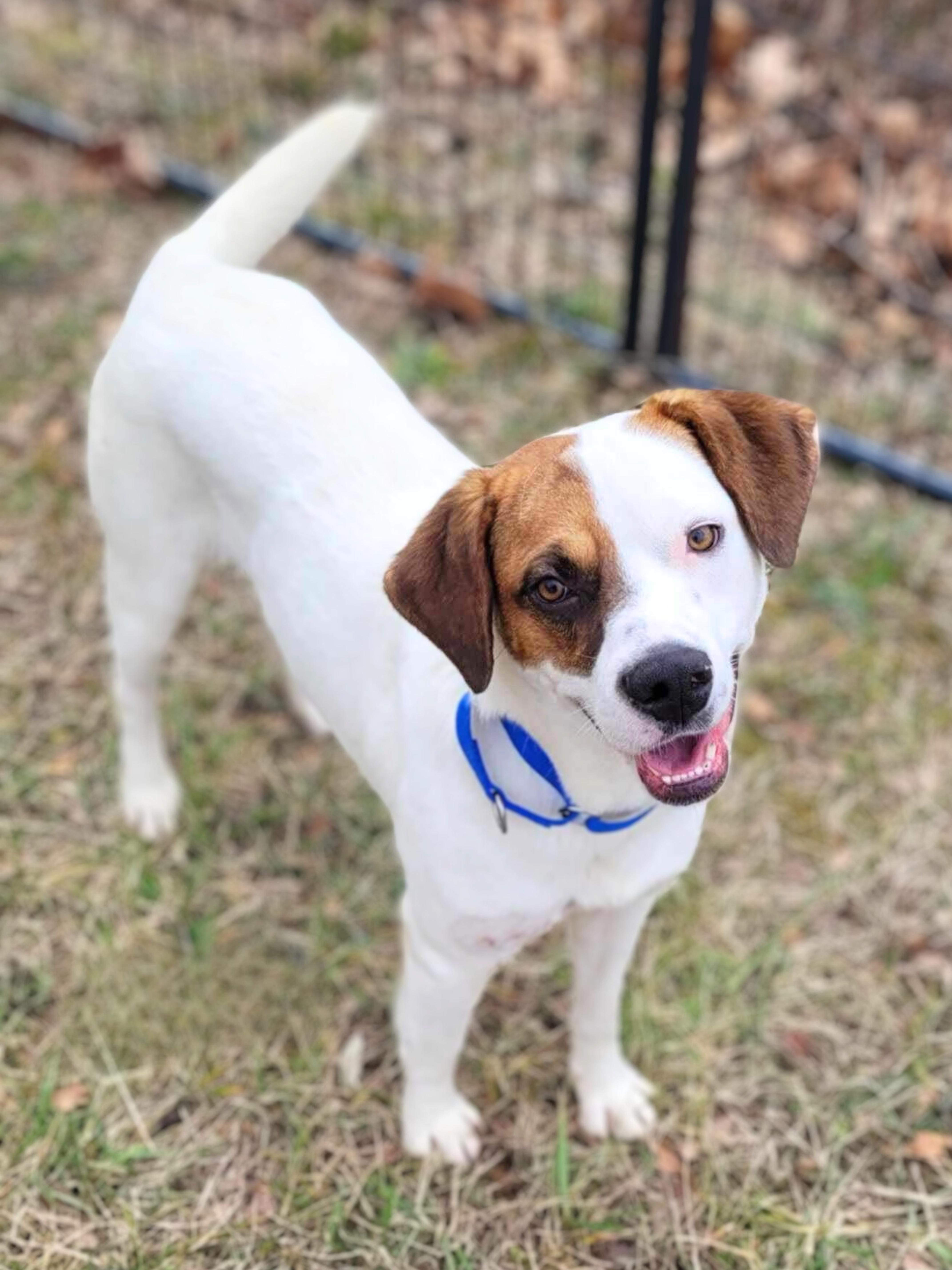 Dog for adoption - Astronomy, a Labrador Retriever Mix in Hanover, NH ...