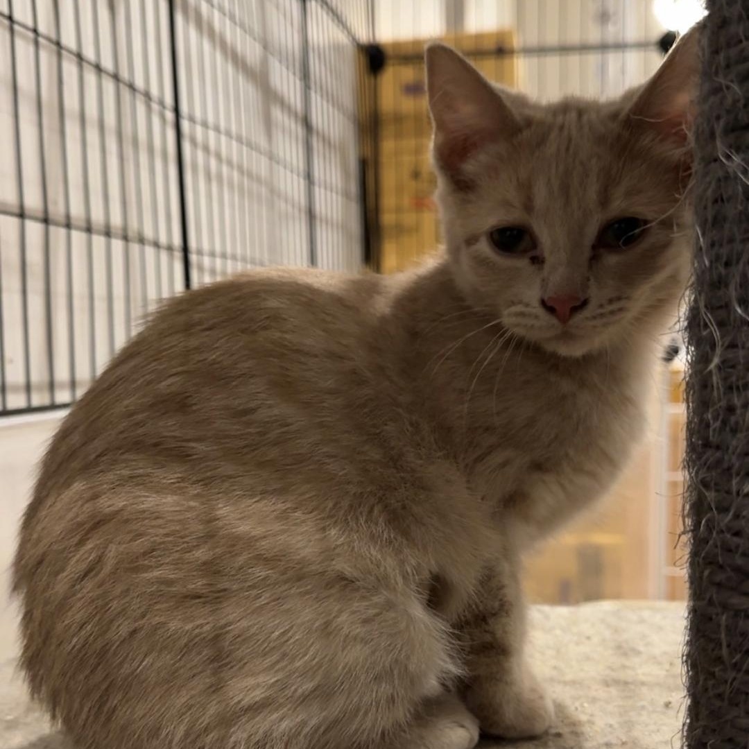 Cat for adoption - Teagan, would do best with another kitten, a ...