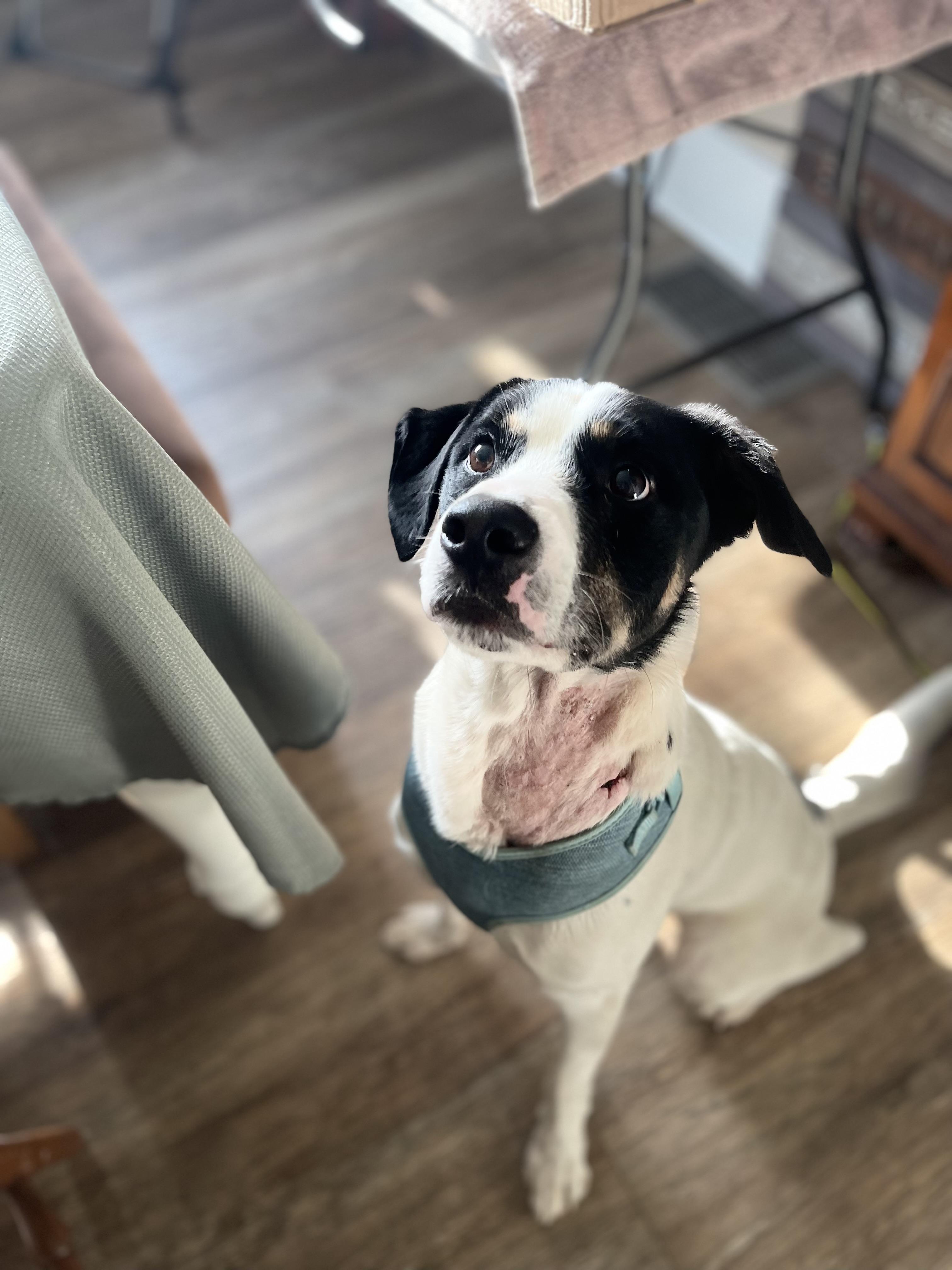 Dog for adoption - Evander, a Shepherd Mix in Holmen, WI | Petfinder