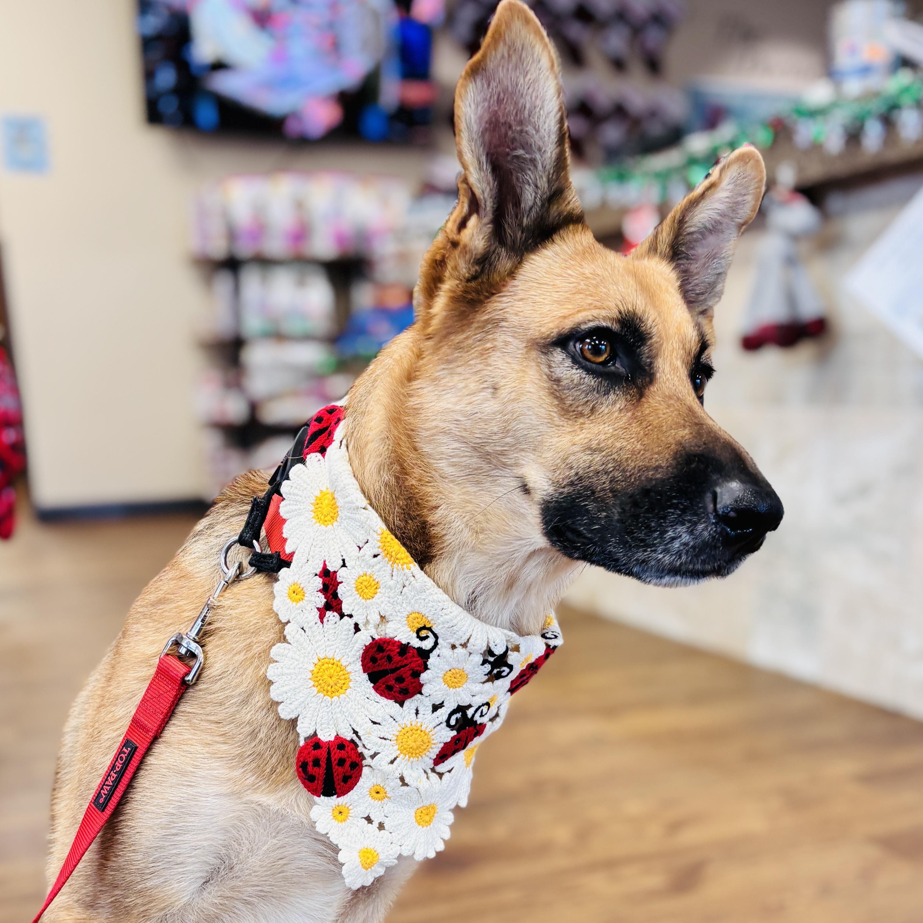 Dog for adoption - Juni, a German Shepherd Dog Mix in Darien, CT ...