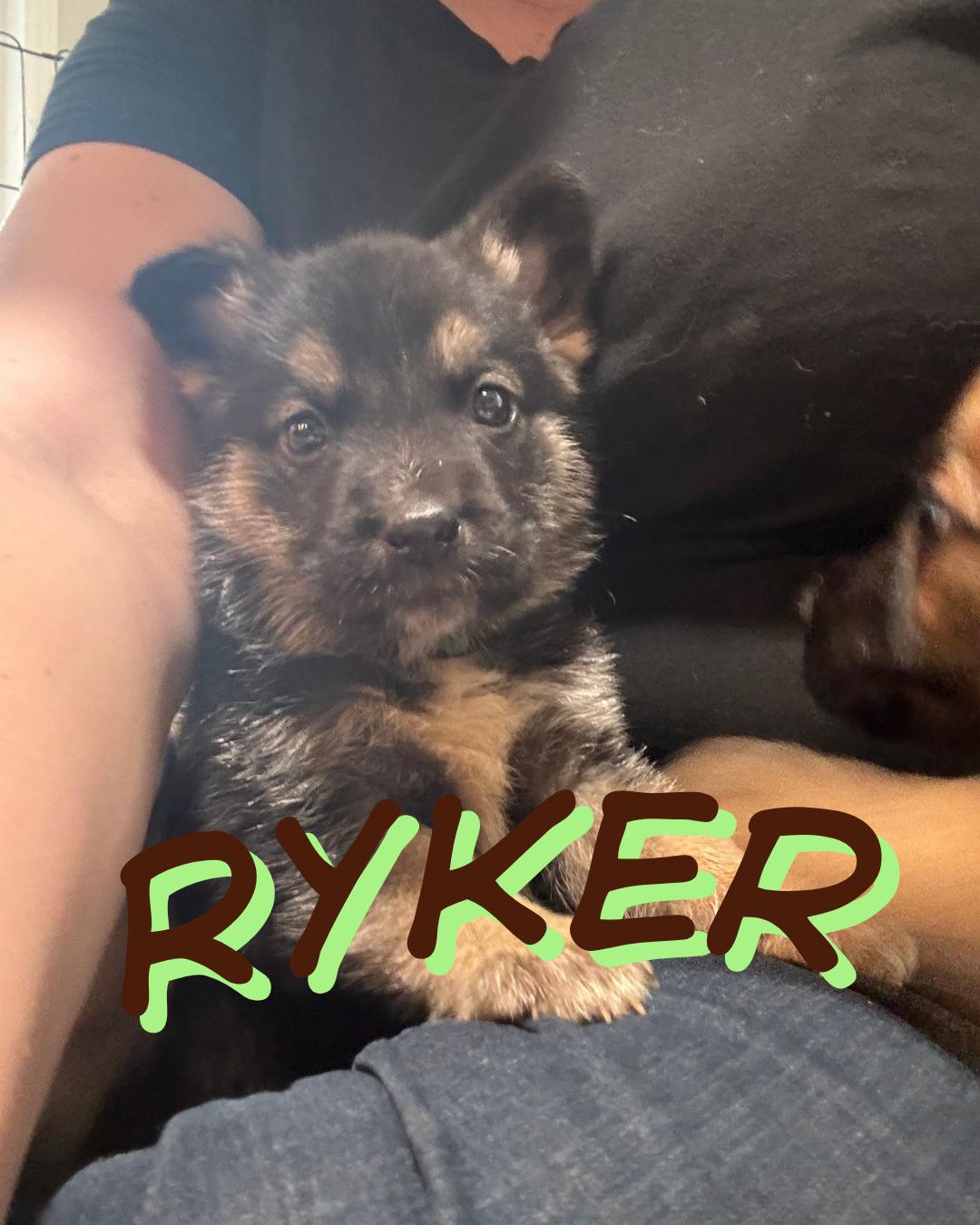 Dog for adoption - Ryker, a German Shepherd Dog in Seattle, WA | Petfinder