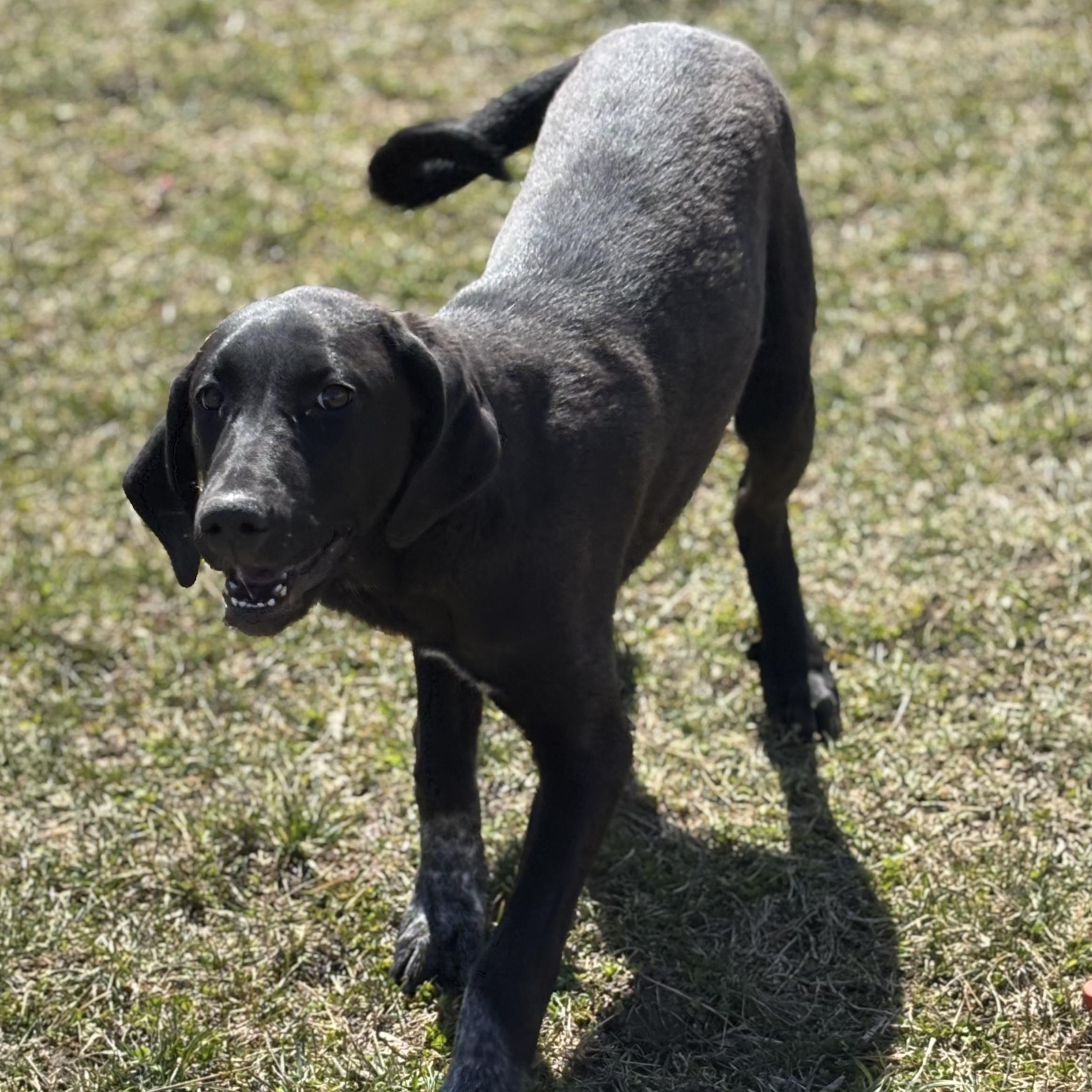 Dog for adoption - Jupiter - Looking for a foster!, a Mastiff & German ...