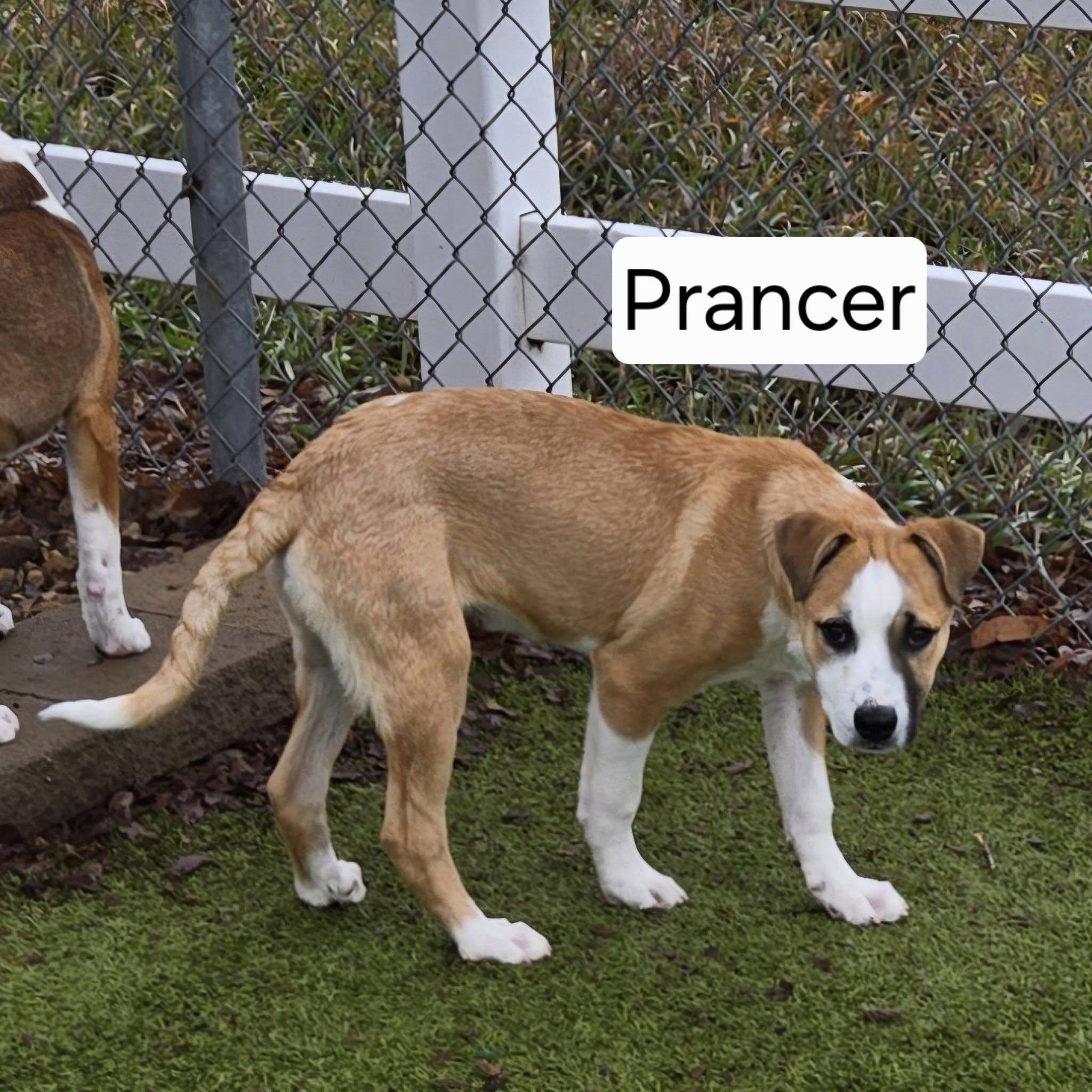 Dog for adoption - Prancer, a Mixed Breed in Sterling, KS | Petfinder