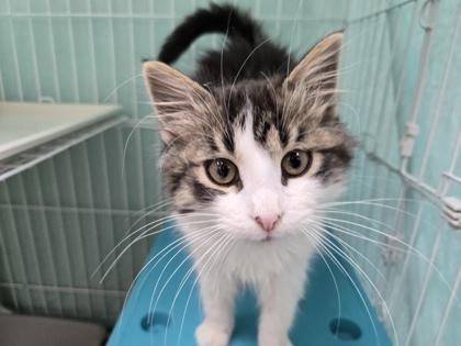 Cat for adoption - Nitro - irresistible little sweetheart!, a Domestic ...