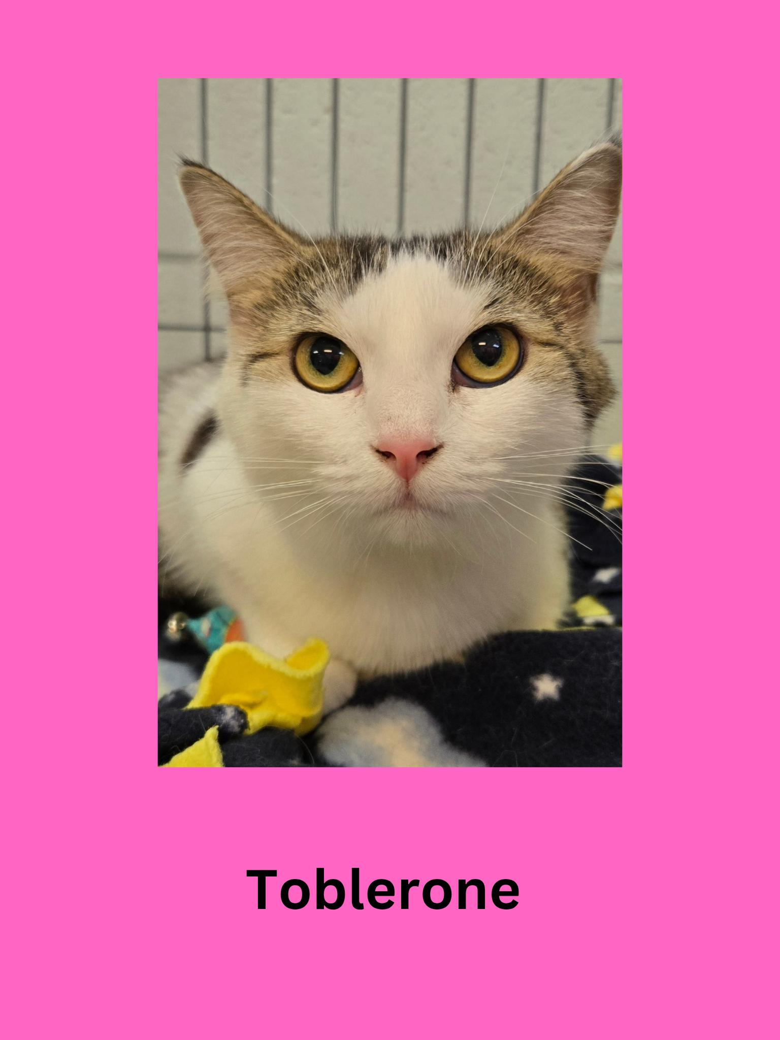 Available Pets - Portage Animal Protective League